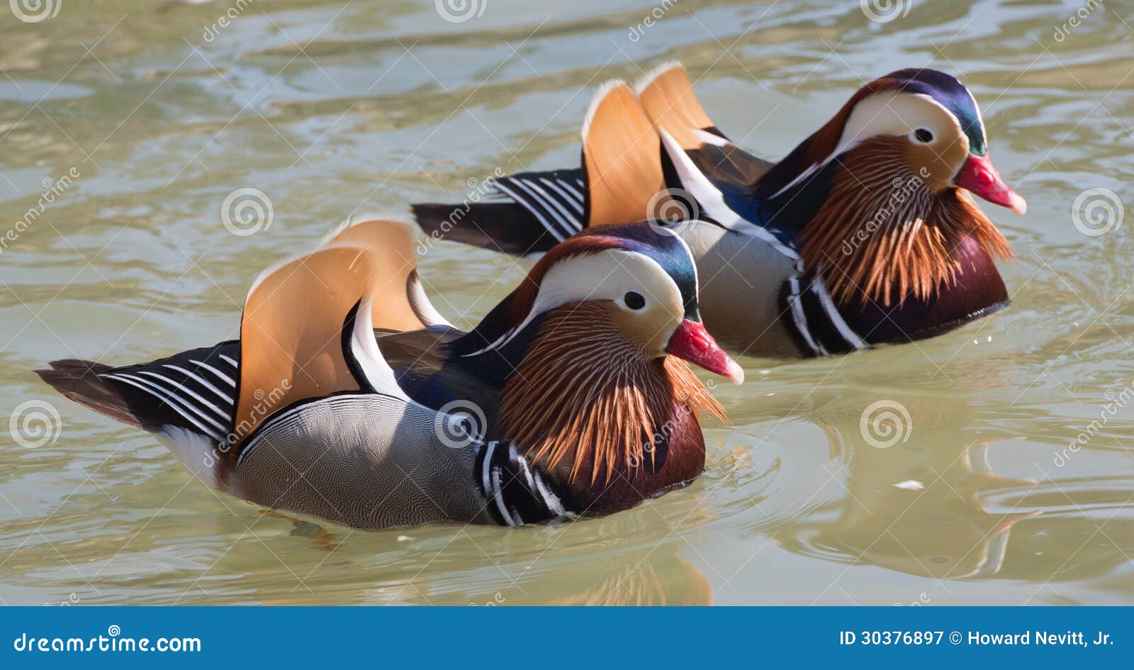 Mandarin Ducks - Love Birds Royalty-Free Stock Image | CartoonDealer ...