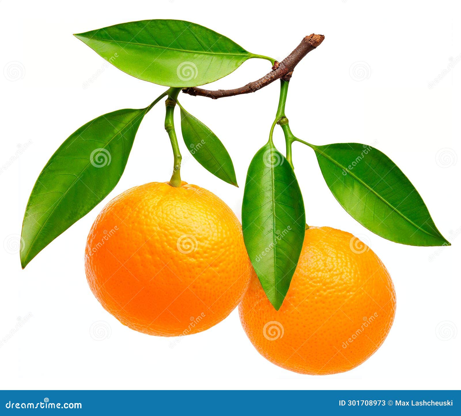Two Mandarins on Branch with Leaves Isolated on White Background Stock ...