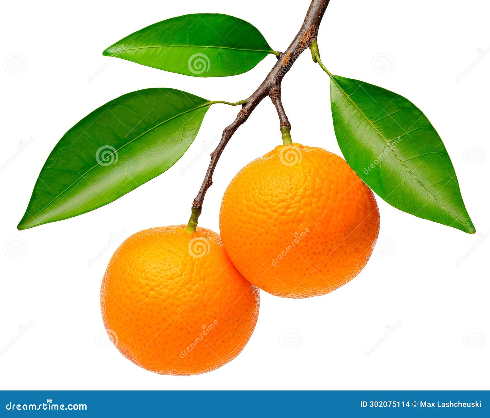 Two Mandarins on Branch with Leaves Isolated on White Background Stock ...