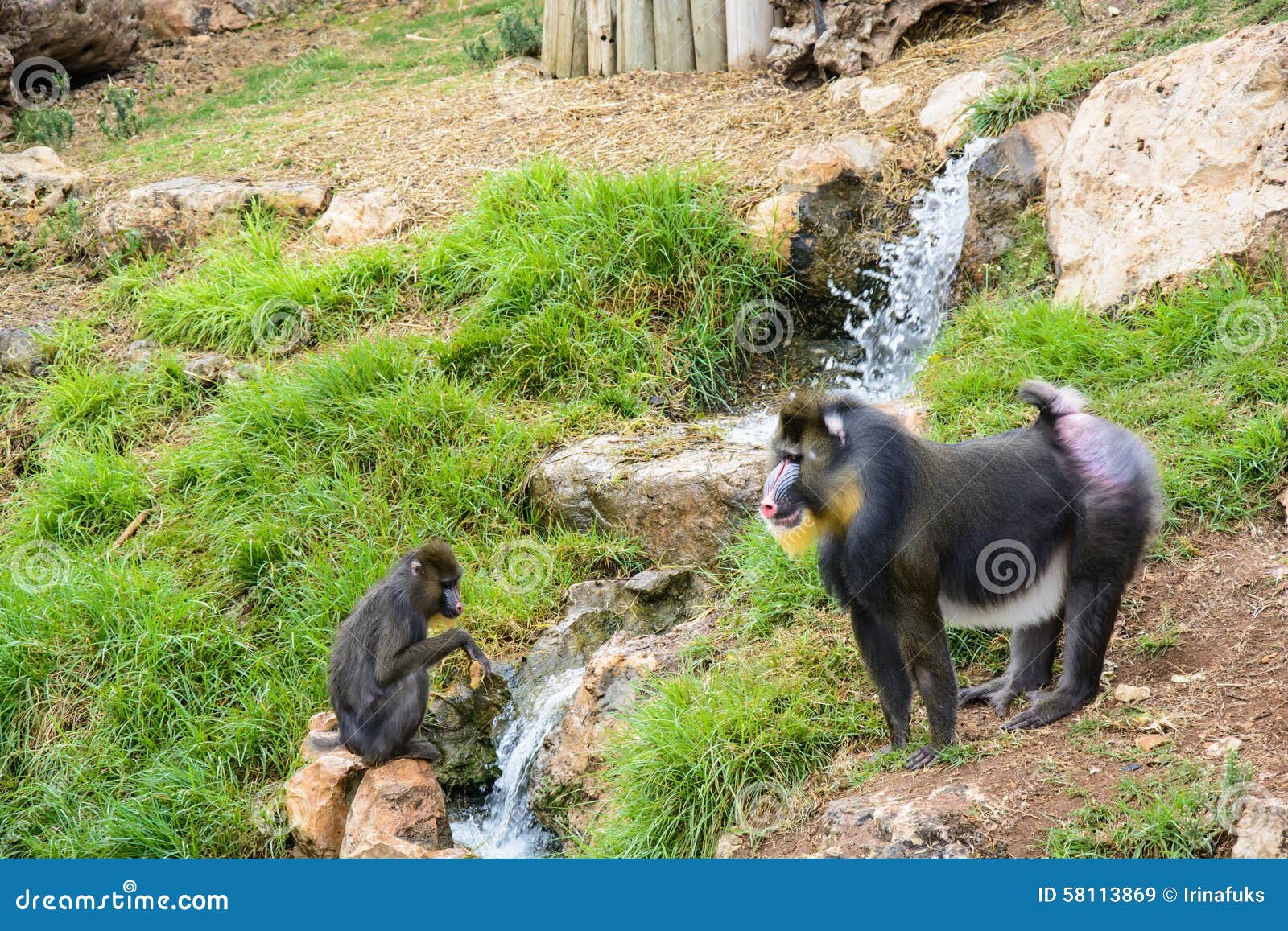 Two mandrill baboons stock image. Image of mandrillus - 58113869