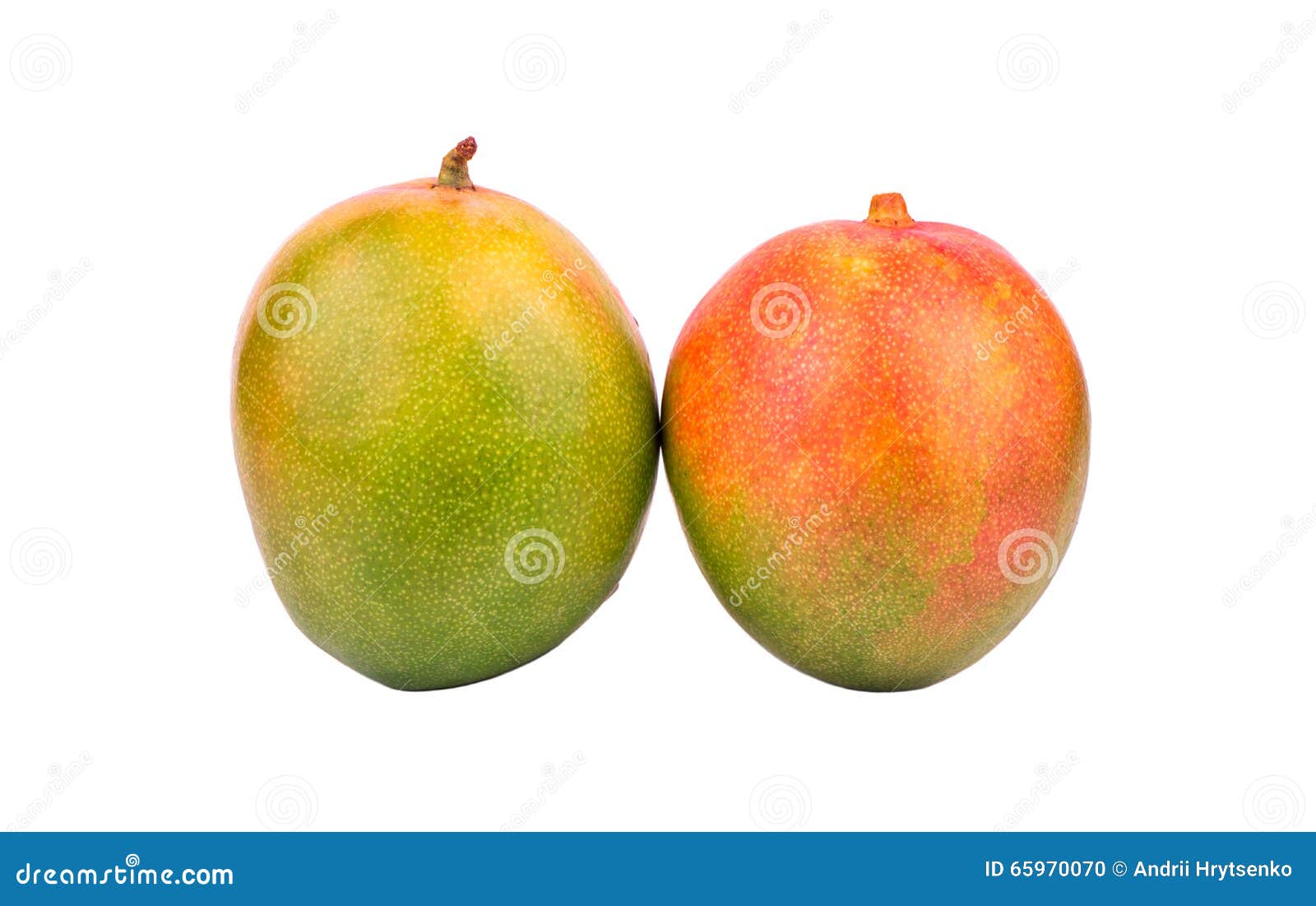 Two mango fruit stock photo. Image of yellow, studio - 65970070