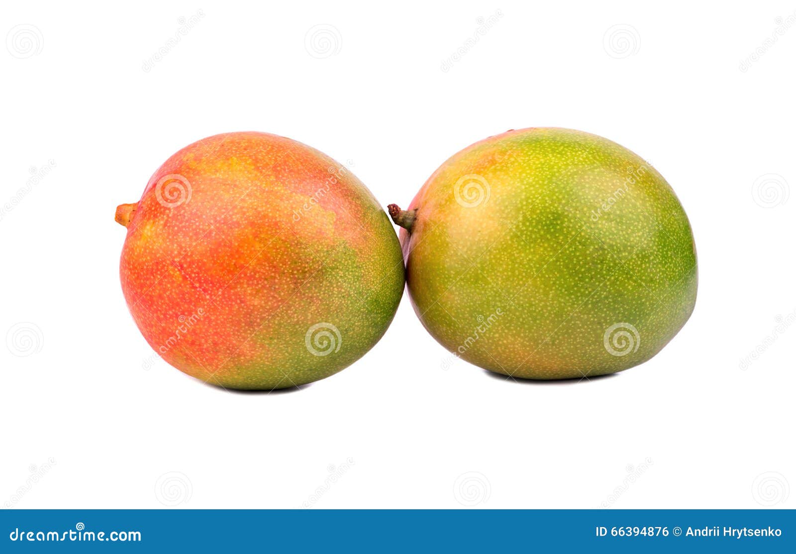 Two mango fruit stock photo. Image of climate, fruits - 66394876