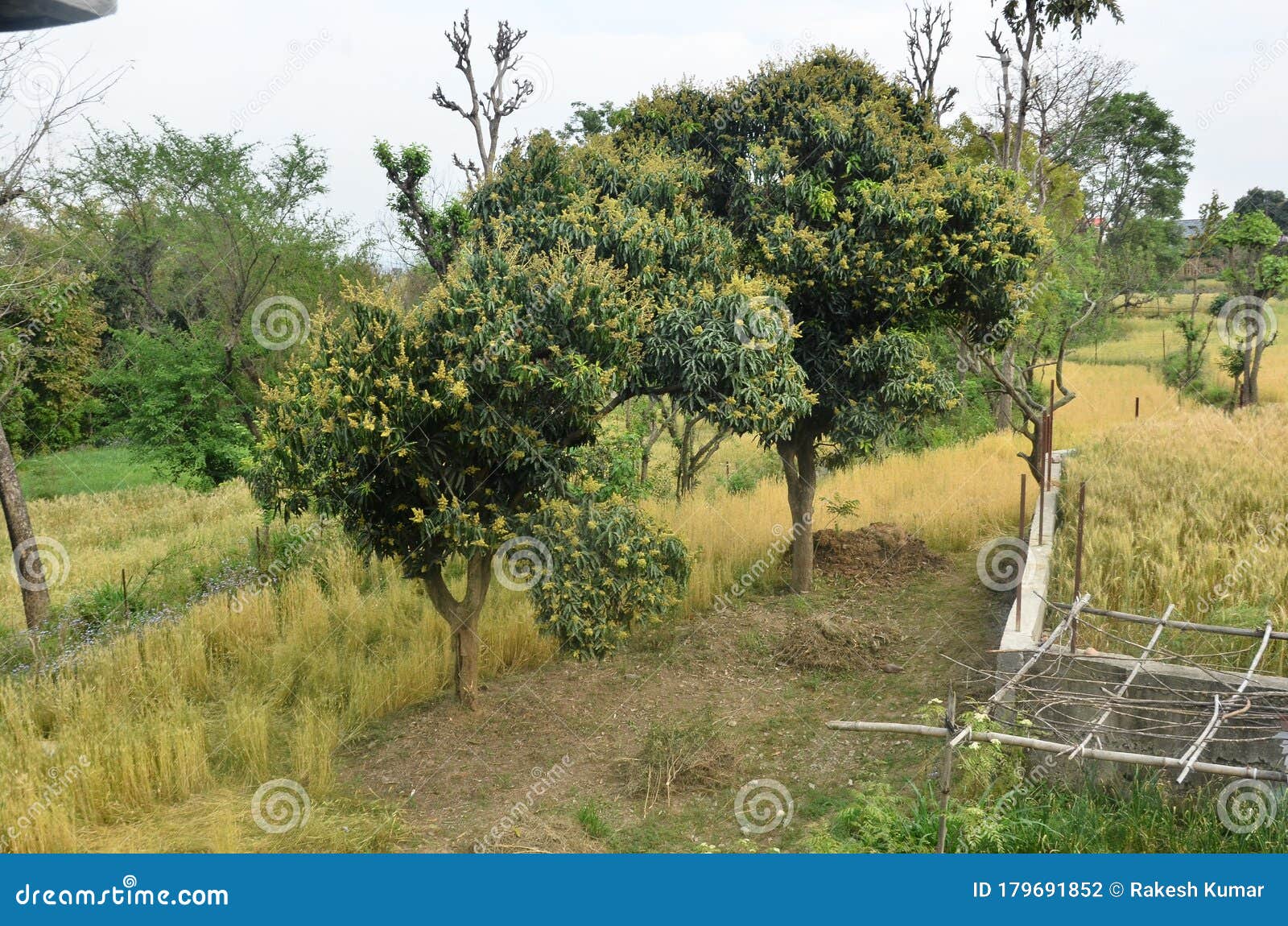 Two Mango Tree on Ground at Crop Field of Himachal Pradesh India Stock ...