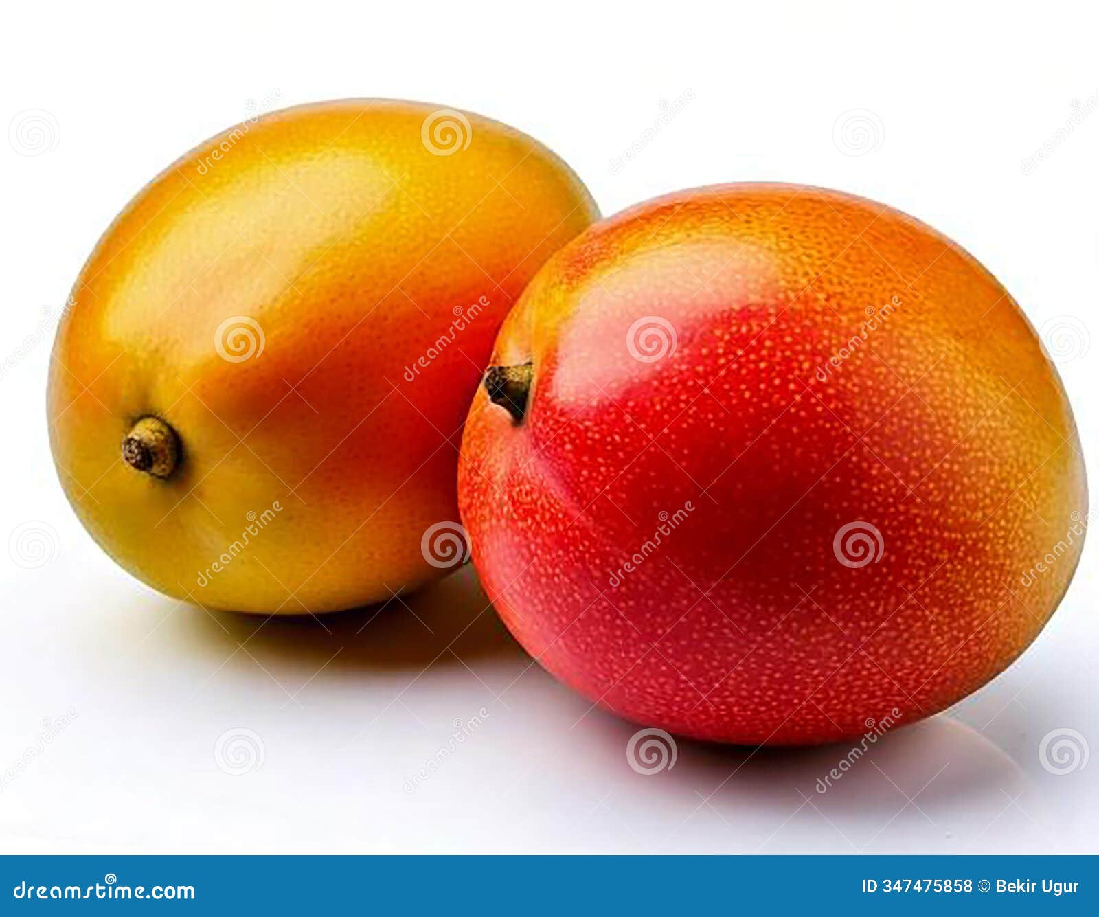 Two Mango on White Background Stock Illustration - Illustration of ...