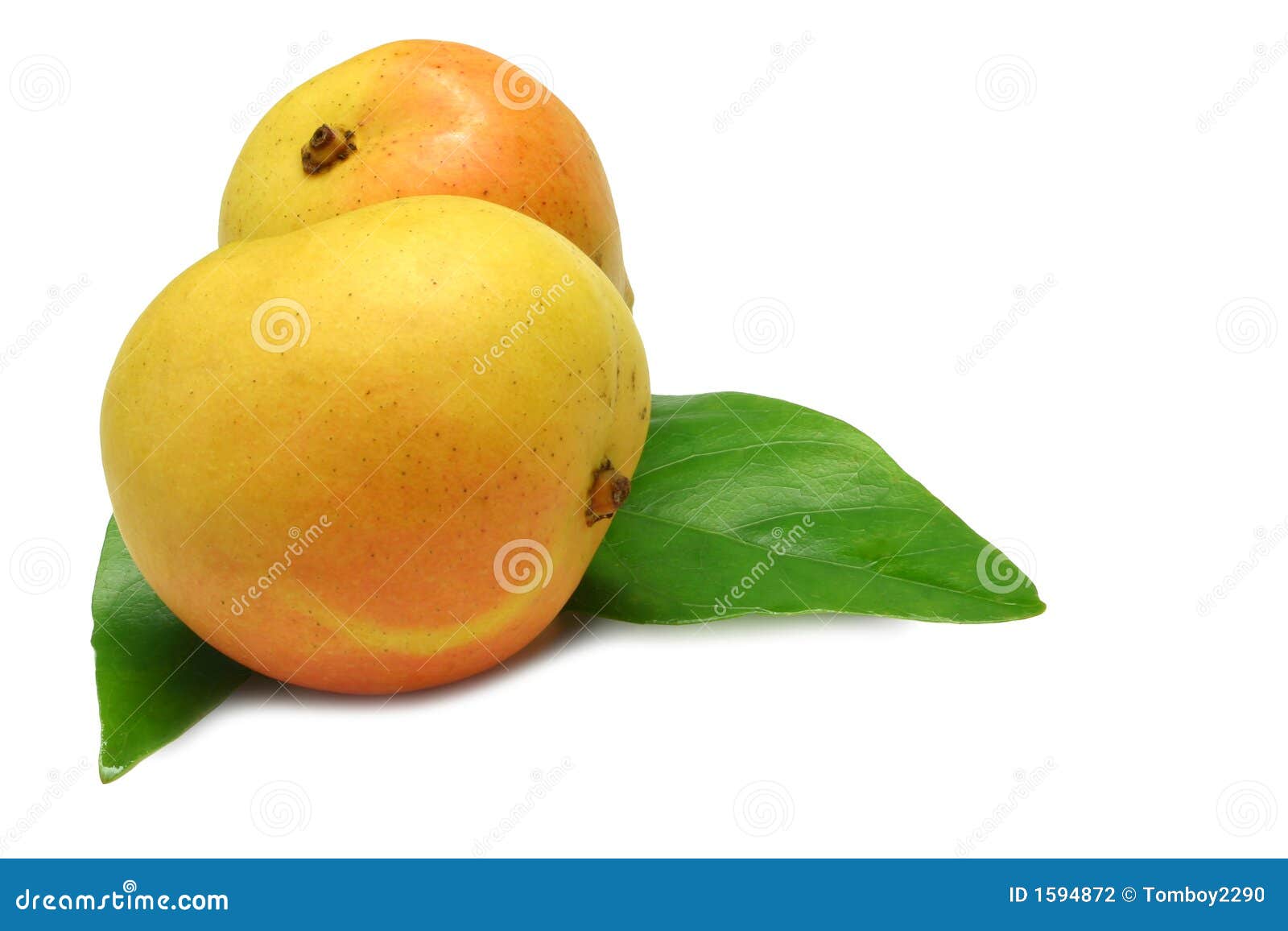 Two Mangoes stock photo. Image of summer, isolated, leaves - 1594872