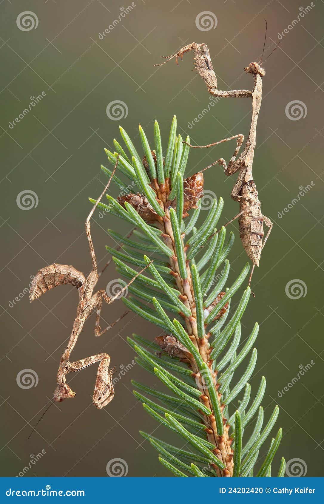 Two Mantis Nymphs on pine stock photo. Image of nymph - 24202420