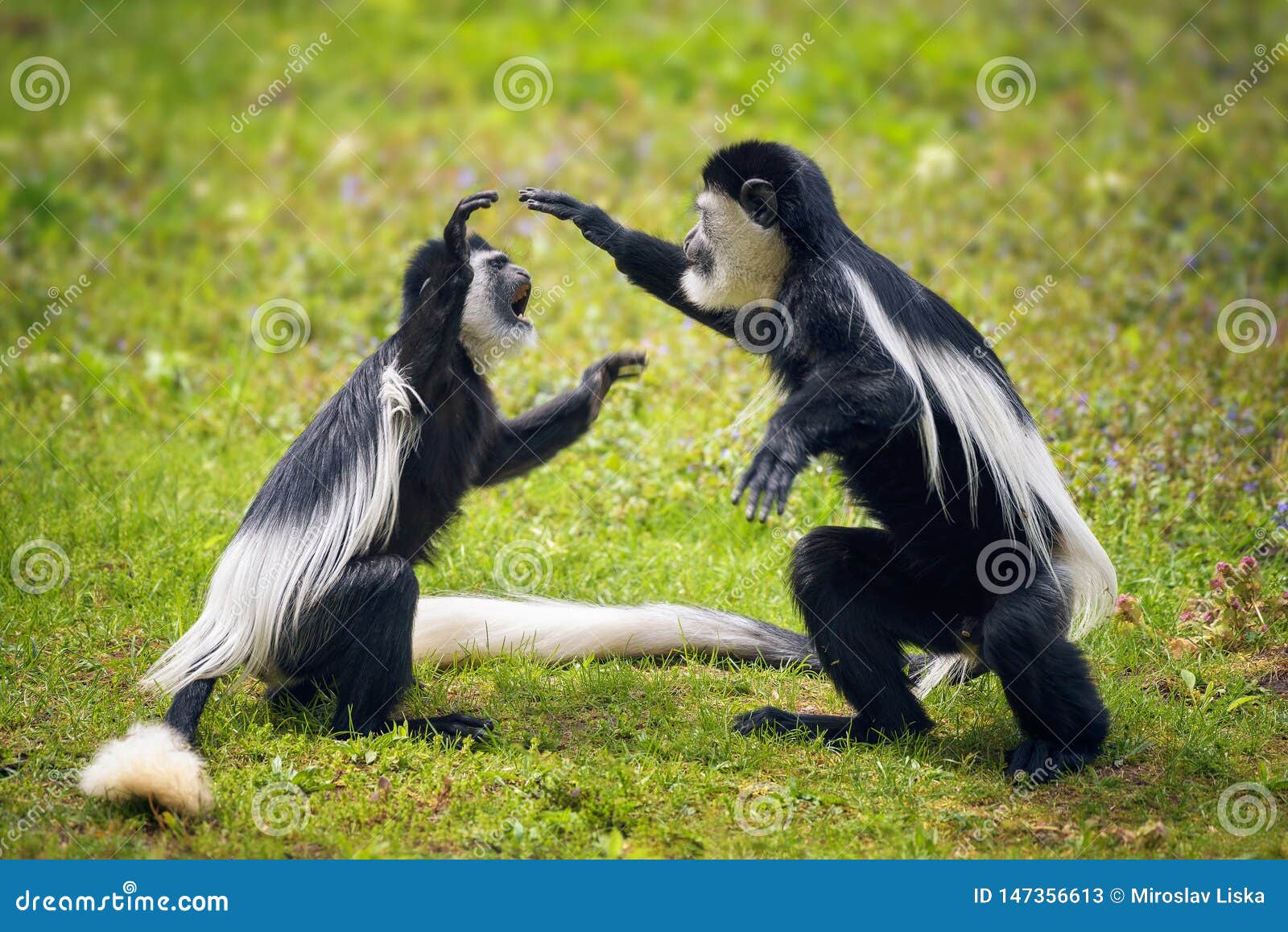 Two Mantled Guereza Monkeys Fighting in Grass Stock Image - Image of ...