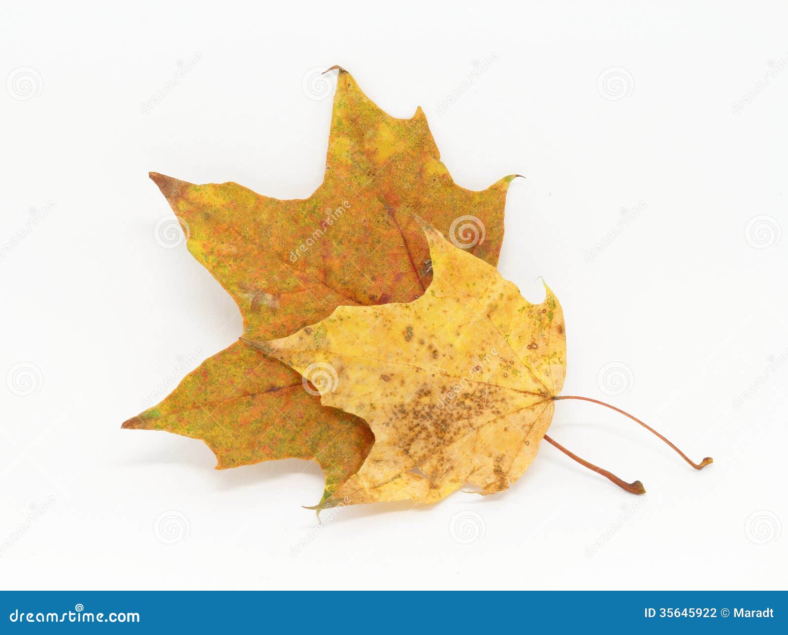 Two maple leafs stock photo. Image of beautiful, organic - 35645922