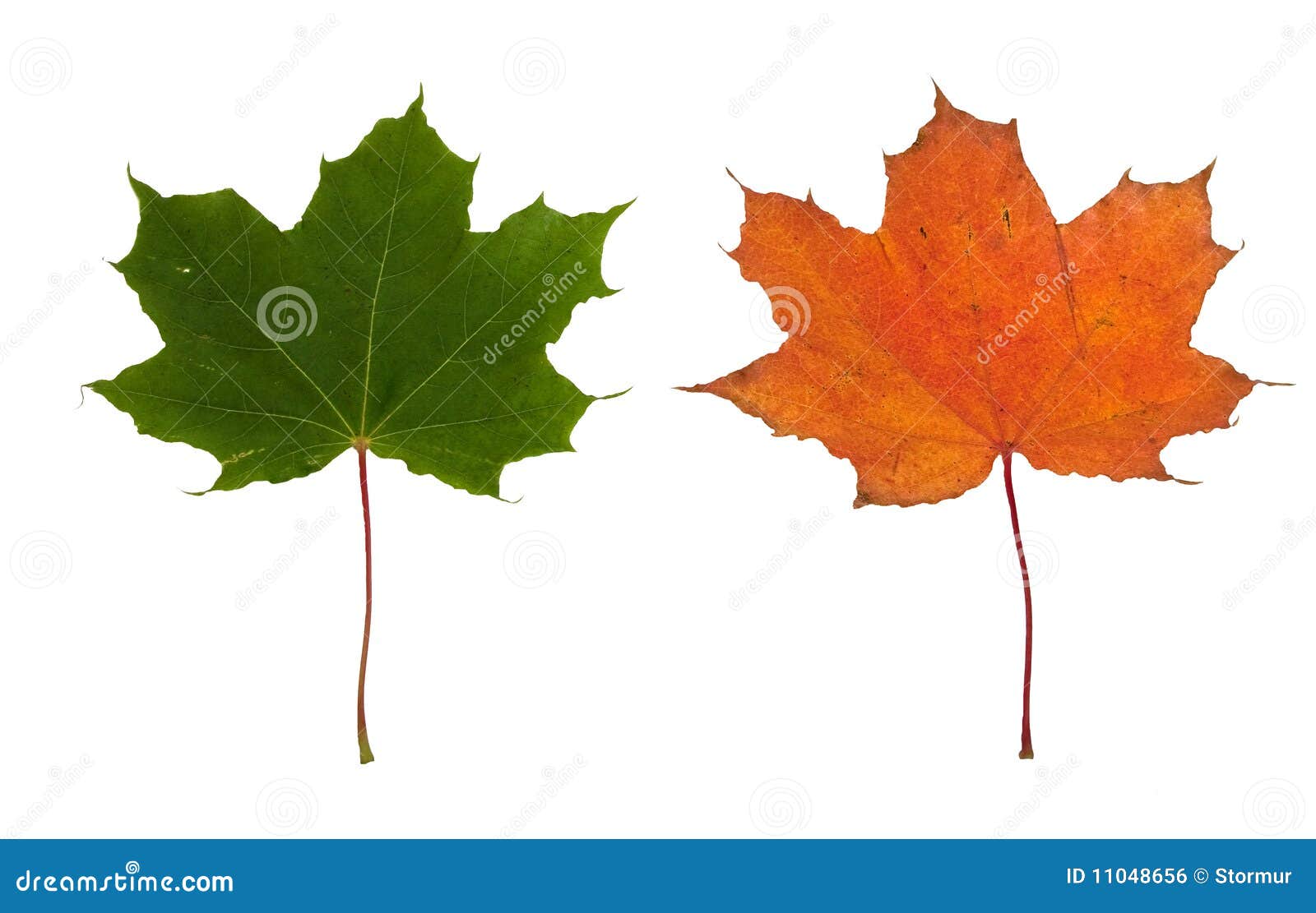 Two maple leaves stock photo. Image of isolated, foliage - 11048656
