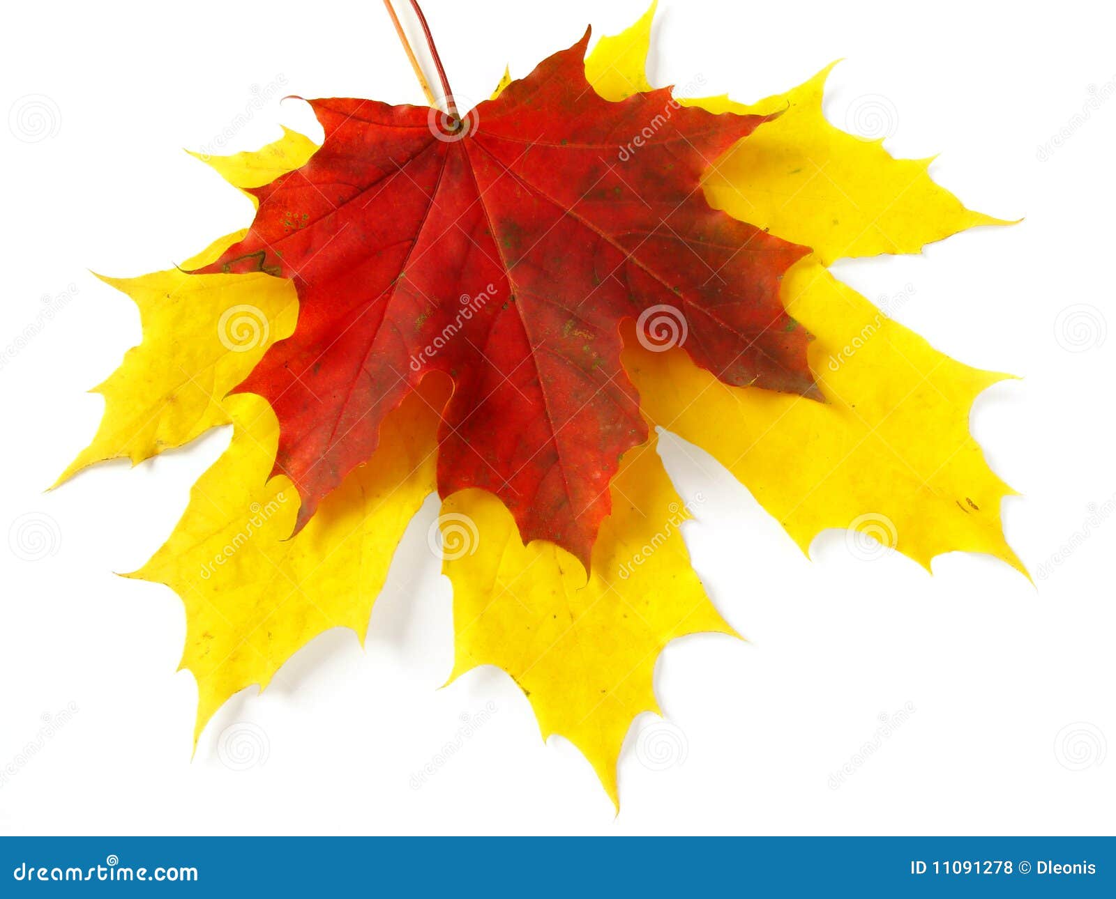 Two maple leaves stock photo. Image of autumnal, life - 11091278