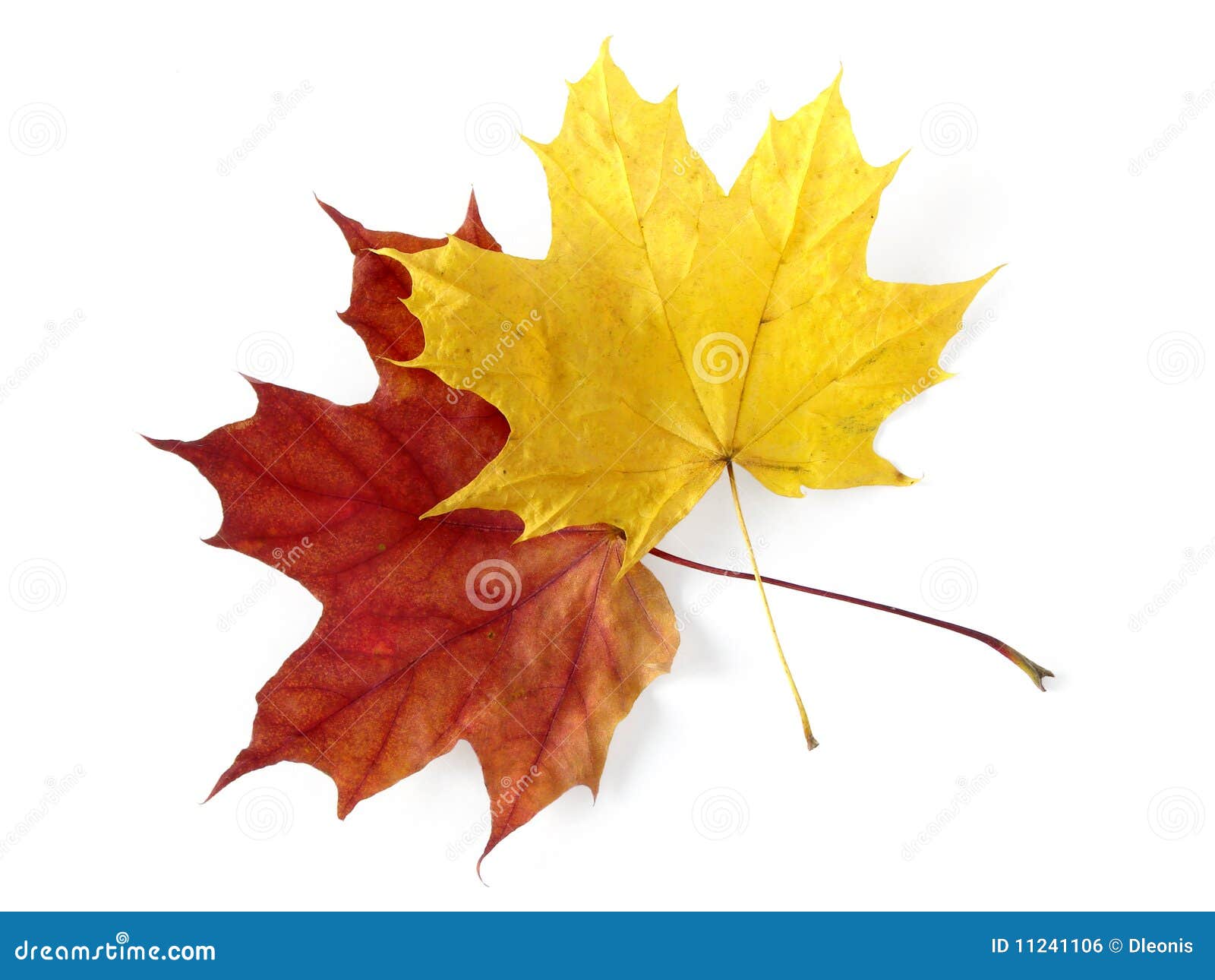 Two maple leaves stock photo. Image of life, flora, leaves - 11241106