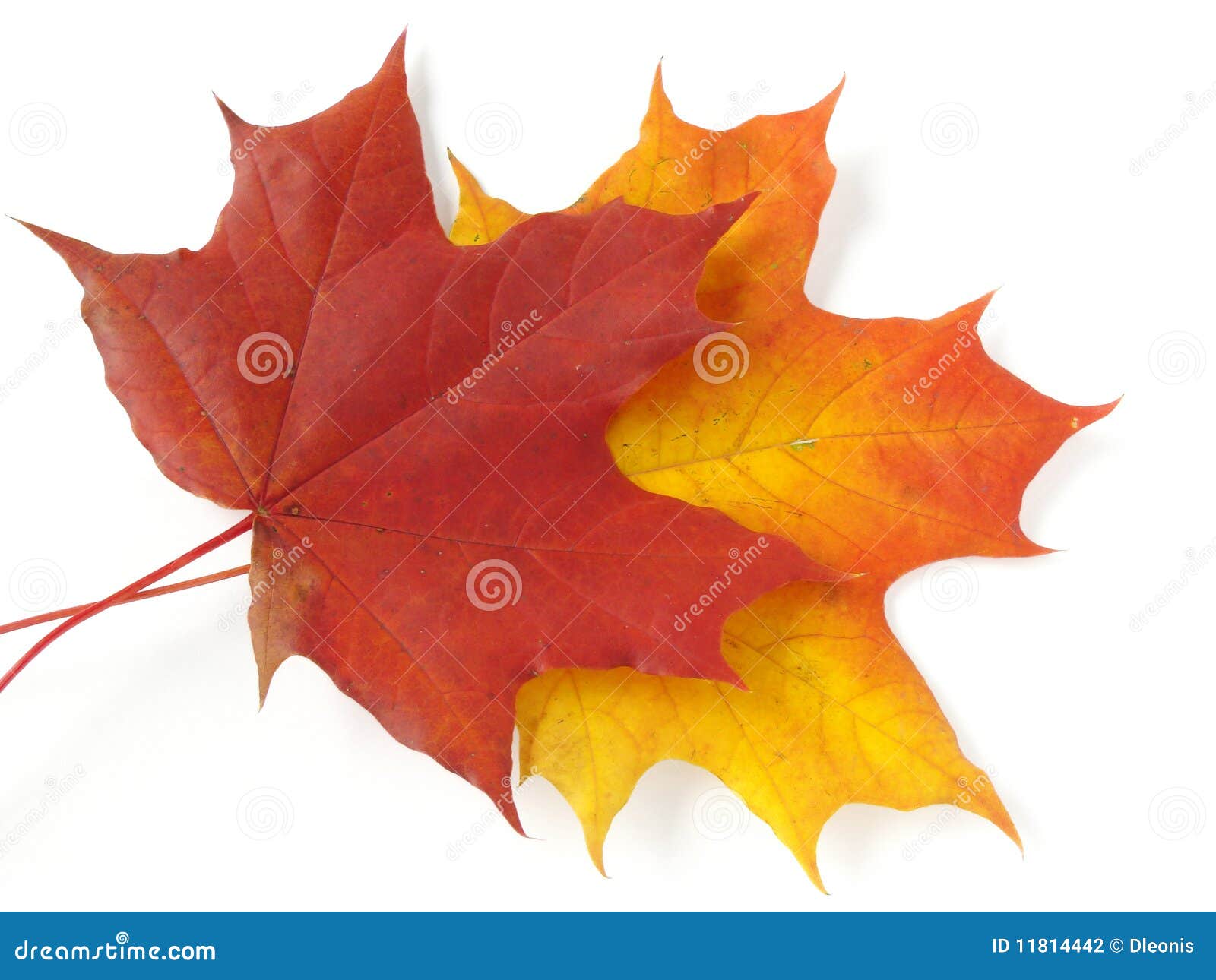 Two maple leaves stock photo. Image of foliage, green - 11814442