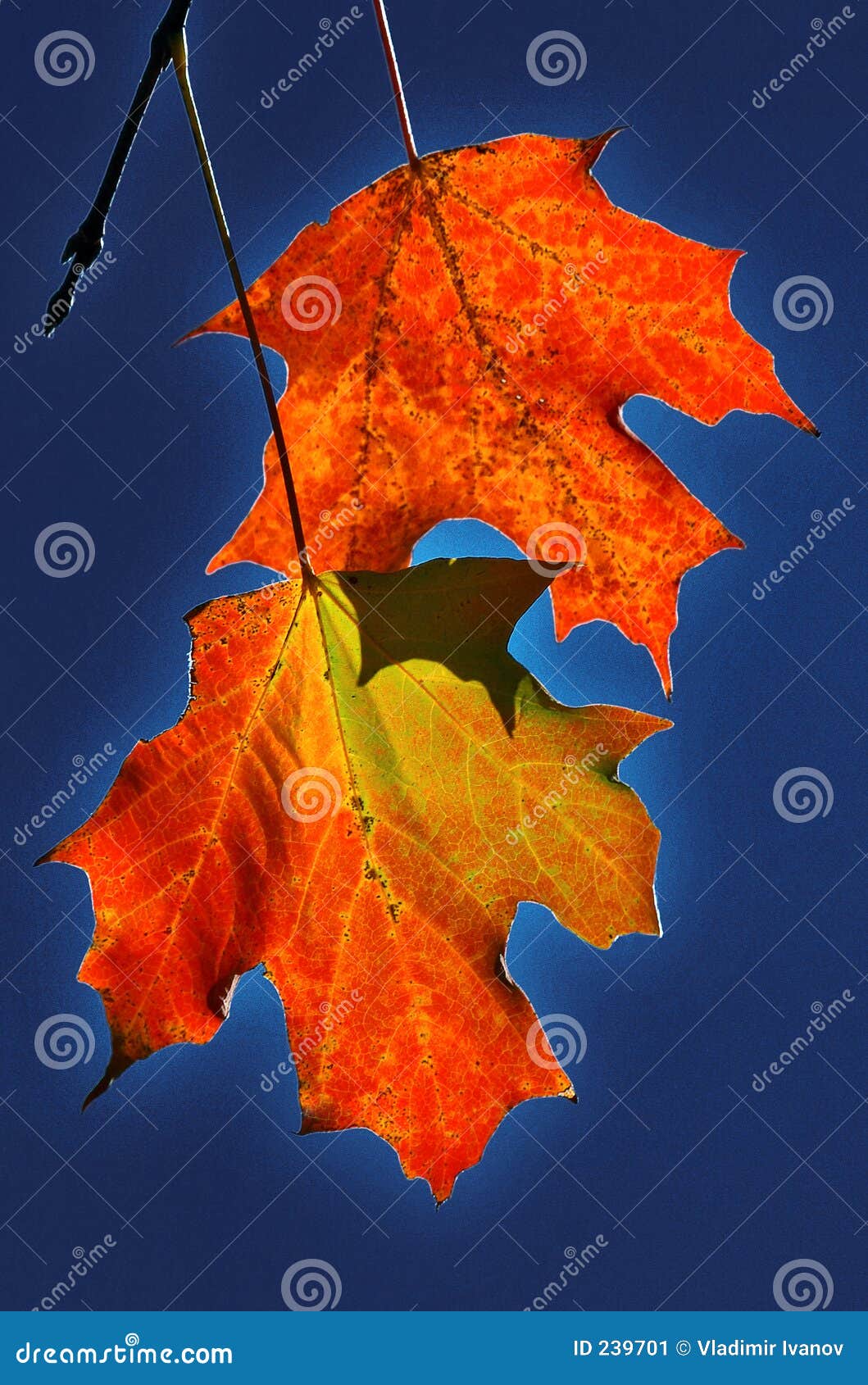 Two maple leaves stock image. Image of maple, season, shape - 239701