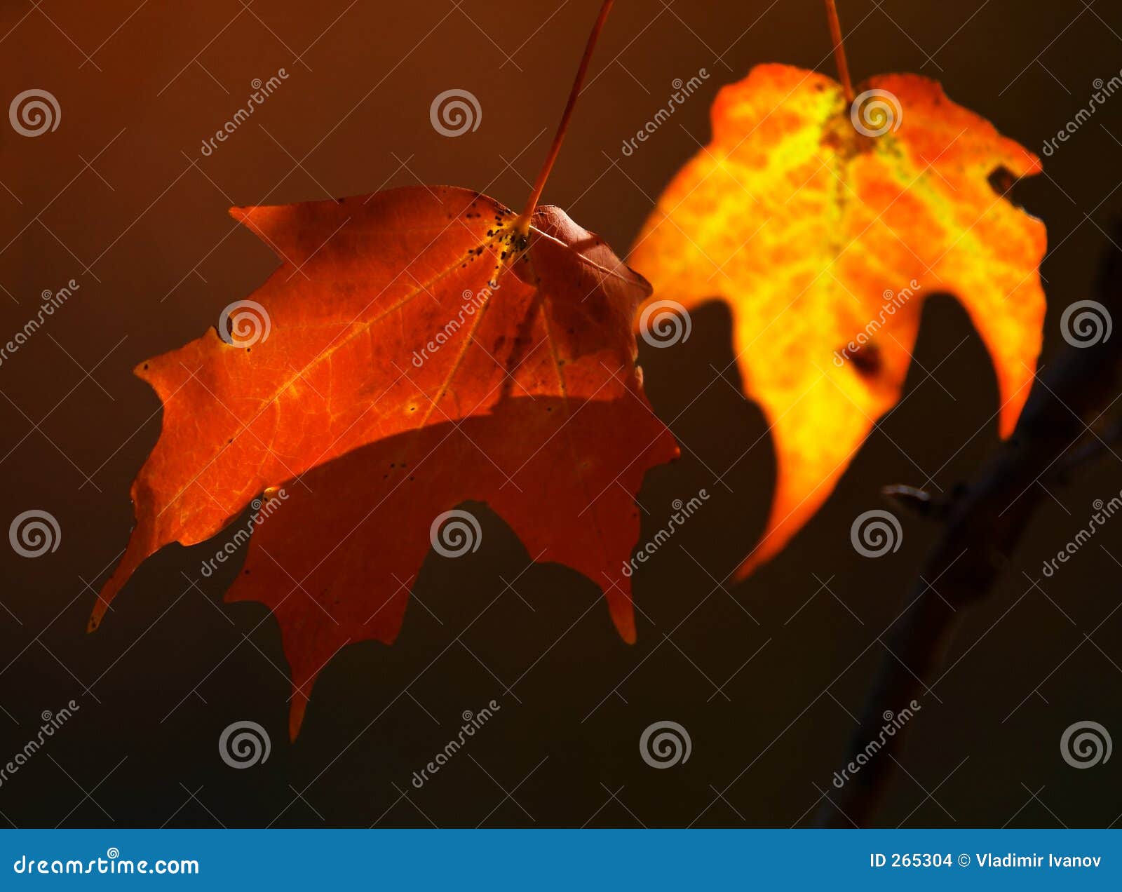 Two maple leaves stock photo. Image of nature, light, foliage - 265304