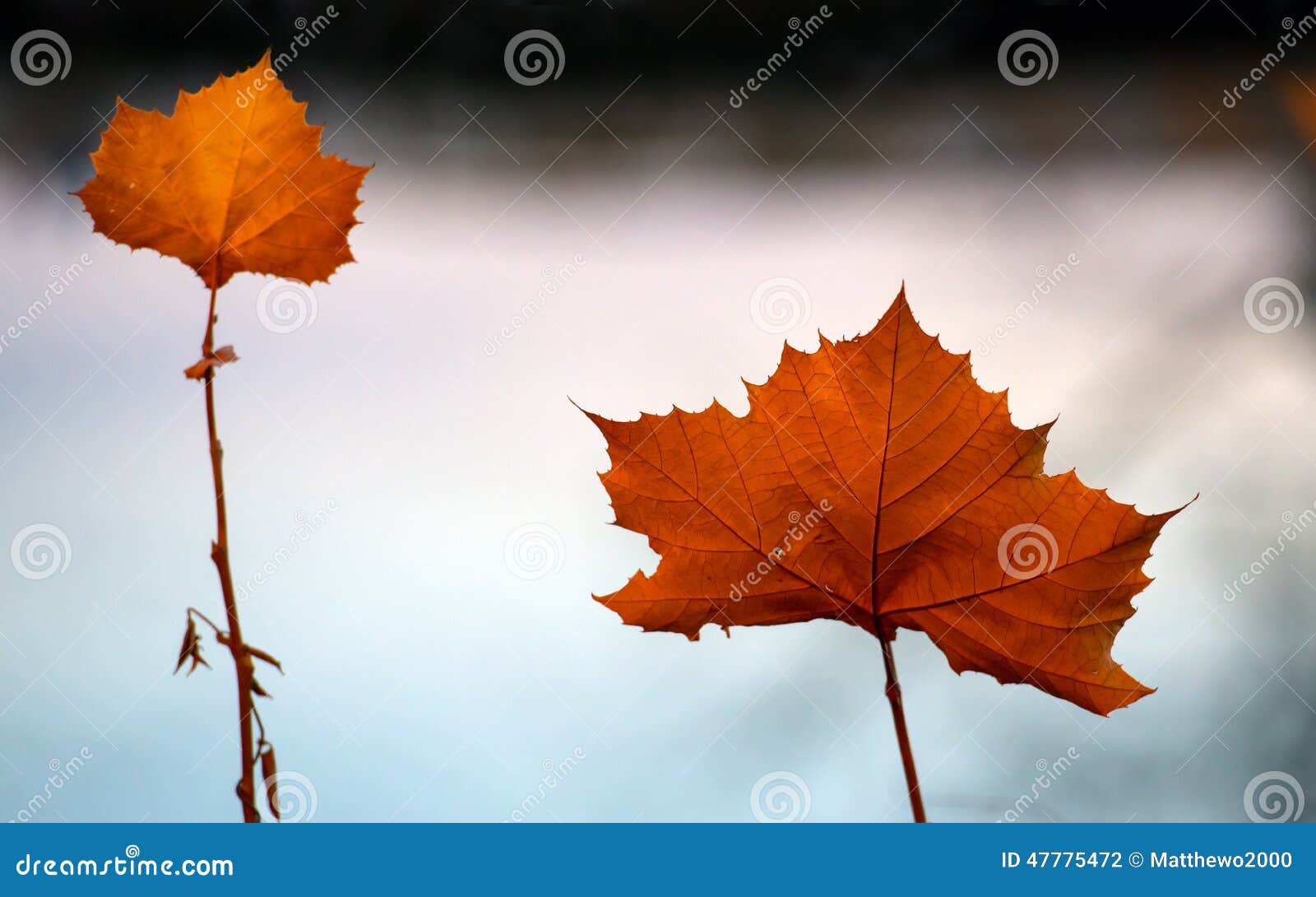 Two Maple Leaves stock photo. Image of isolated, soft - 47775472