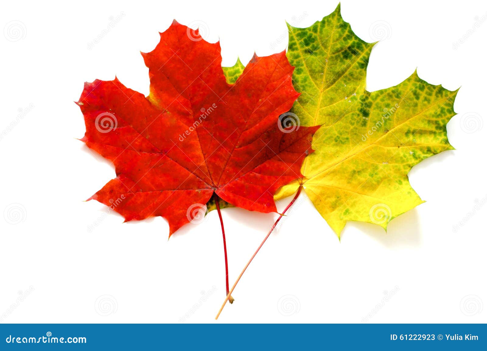 Two maple leaves stock image. Image of leaves, decoration - 61222923