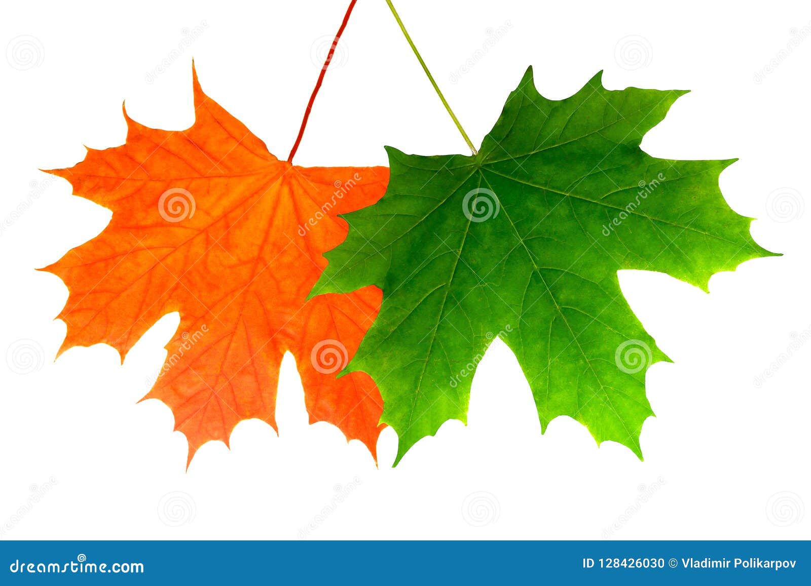 Two Beautiful Maple Leaves. Isolated on White Background Stock Photo ...