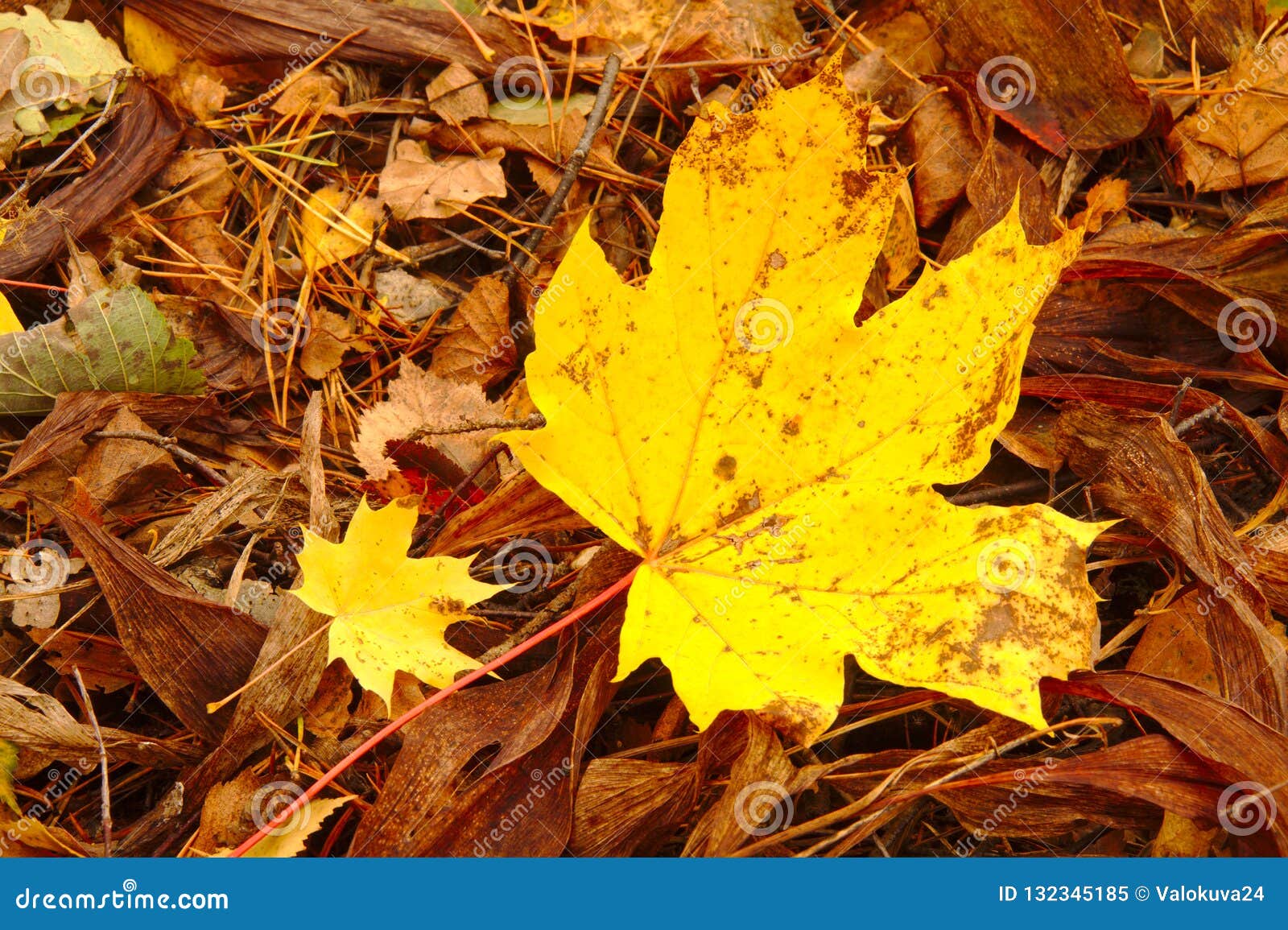 Two maple leaves stock image. Image of laying, bright - 132345185