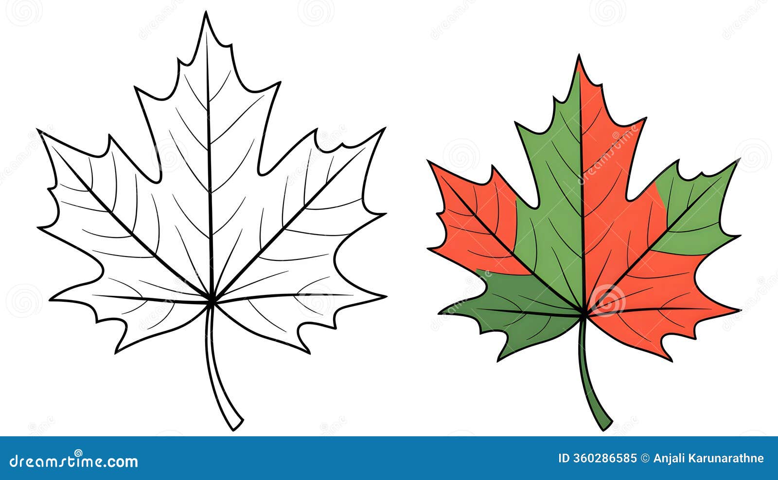 Maple Leaf Coloring Page with a Colored Example in Cartoon Style ...