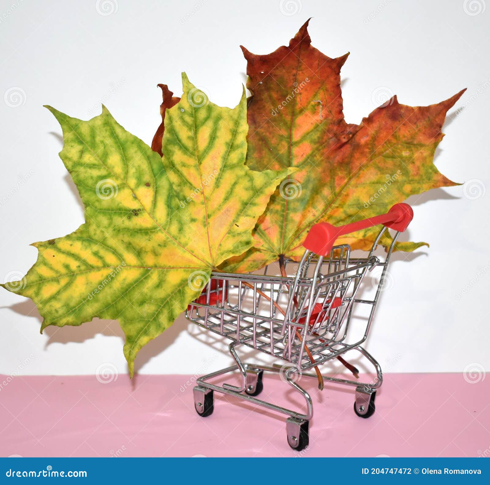 Two Maple Leaves in a Small Grocery Cart on a White and Pink Background ...