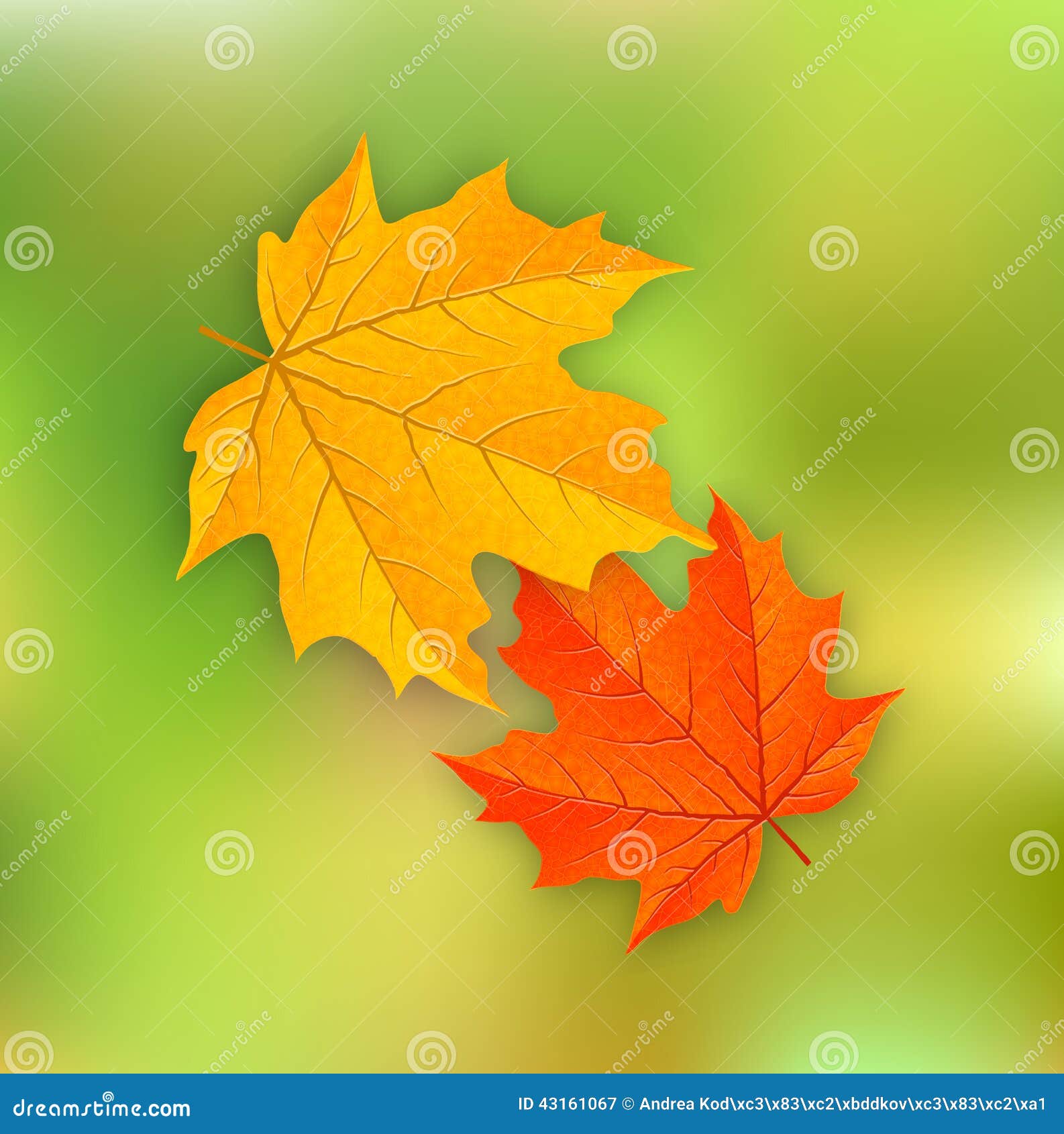 Two maple leaves stock vector. Illustration of september - 43161067