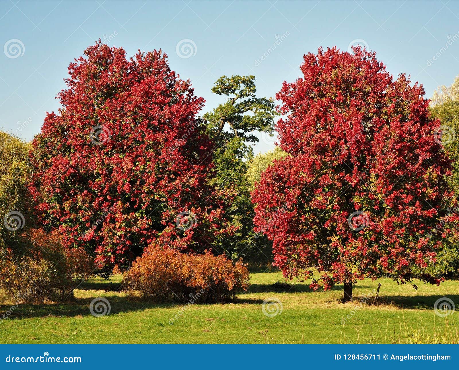 Two Maple Trees with Beautiful Red Foliage in Autumn Stock Image ...