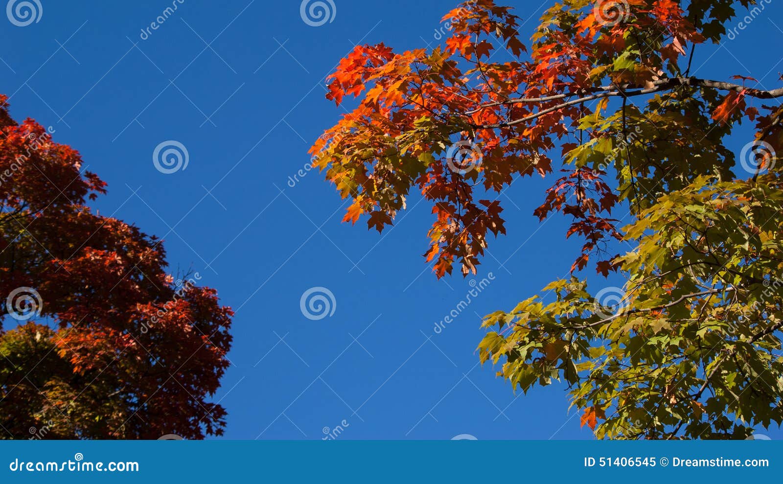Two maple trees stock image. Image of leaves, fall, maple - 51406545