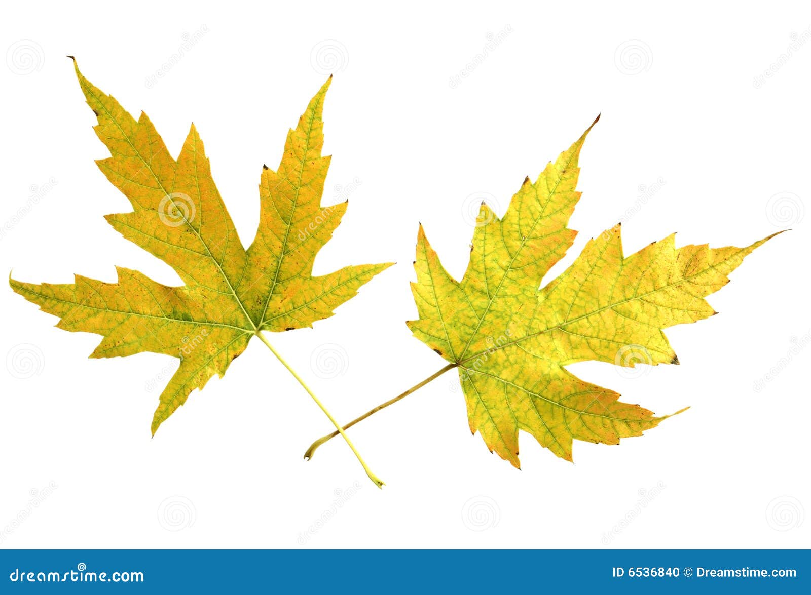 Two Mapple Leaves stock photo. Image of golden, fall, color - 6536840