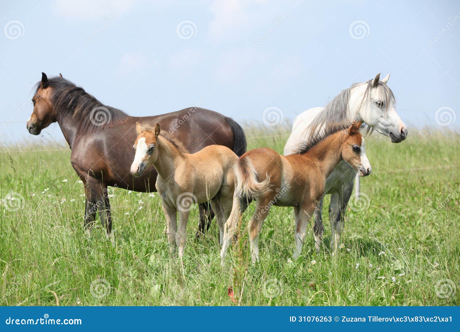Two mares with two foals stock image. Image of still - 31076263