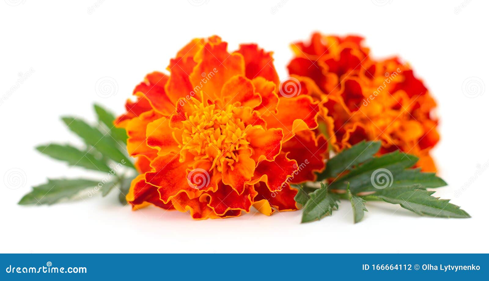 Two marigold flowers stock photo. Image of closeup, blossom - 166664112