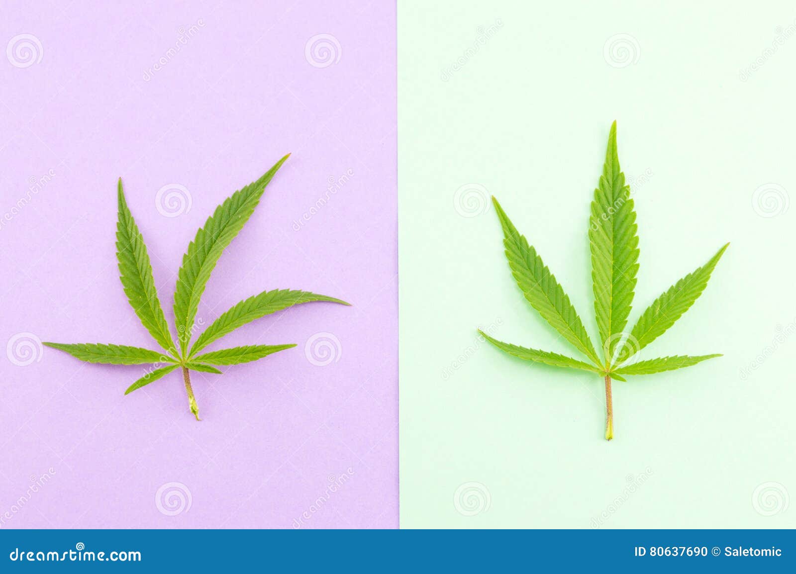 Purple Marijuana Leaves Royalty-Free Stock Photography | CartoonDealer ...
