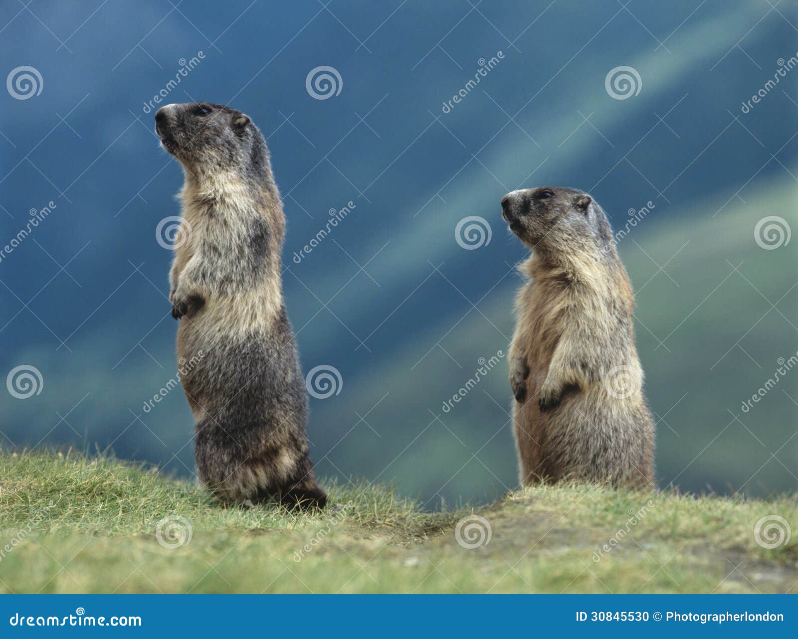 Two Marmots stock photo. Image of watchful, standing - 30845530