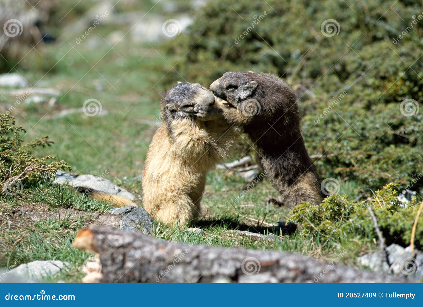 Two Marmots Fighting Face To Face Stock Image - Image of marmotte ...