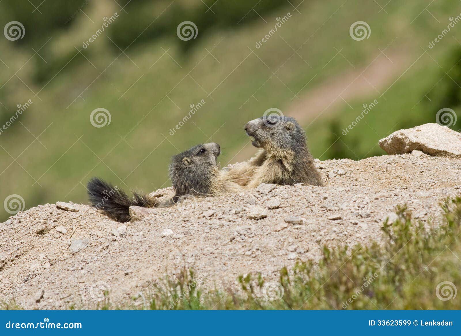 Two Marmots Fighting for Territory Stock Image - Image of biting, cute ...