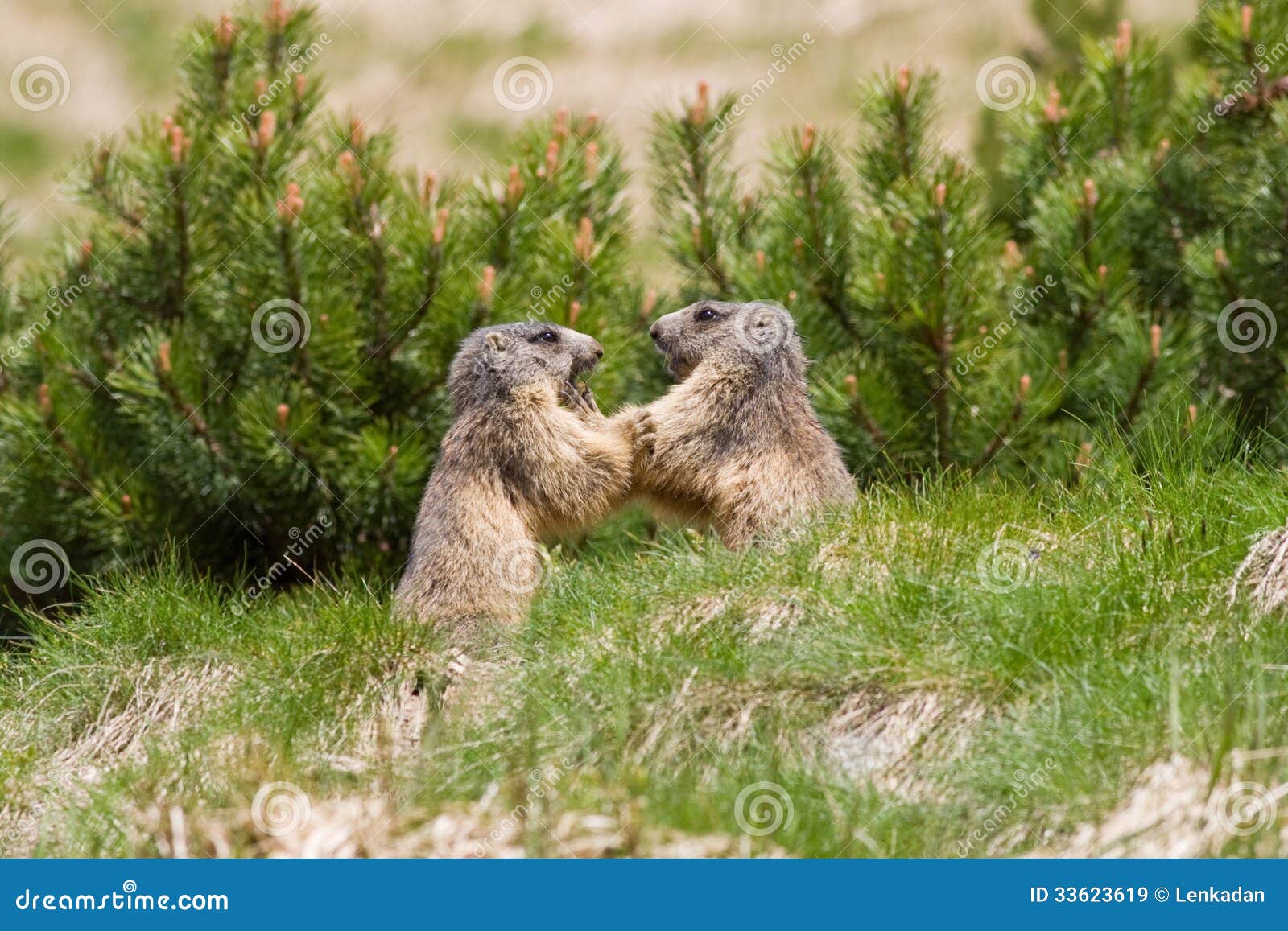 Two Marmots Fighting for Territory Stock Image - Image of mammal, male ...