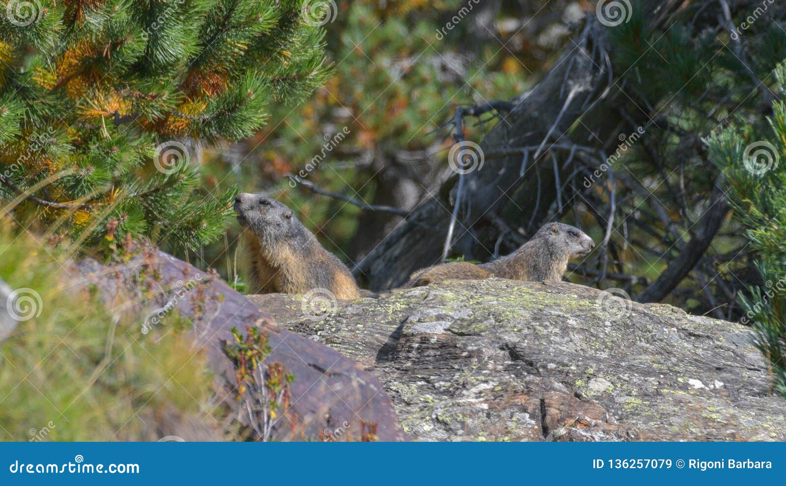 Two Marmots in the High Mountains Stock Image - Image of firs, marmot ...