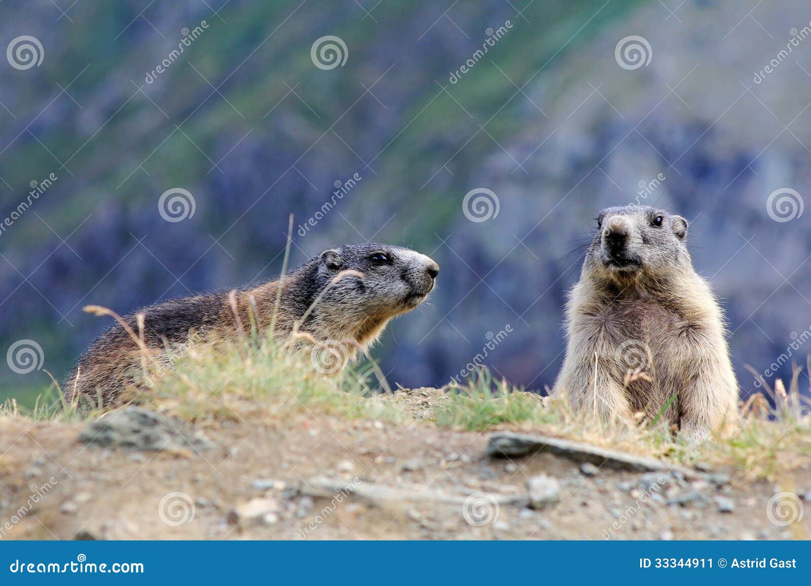 Two marmots stock image. Image of haten, graze, high - 33344911