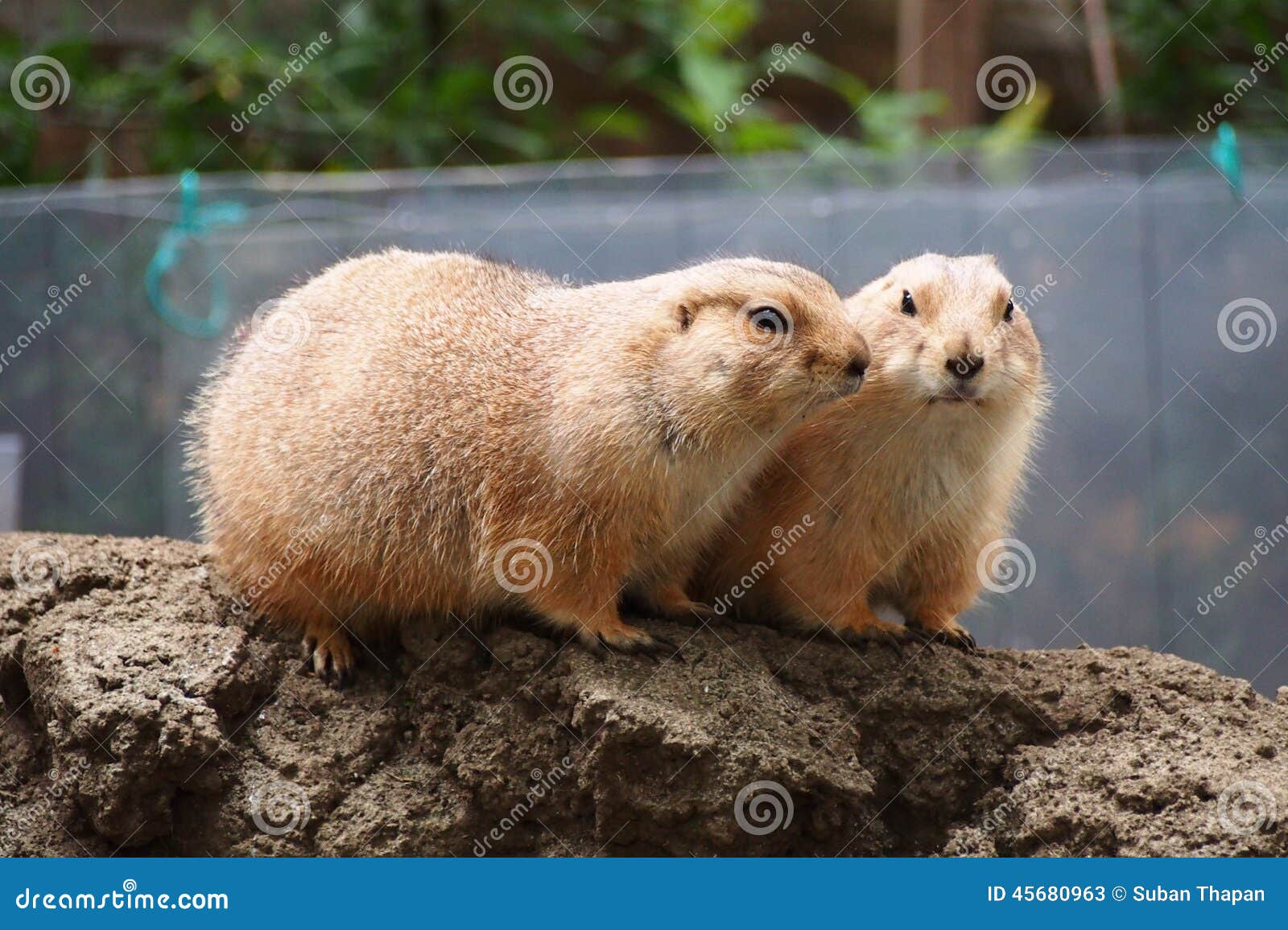 Two Marmots stock image. Image of switzerland, natural - 45680963