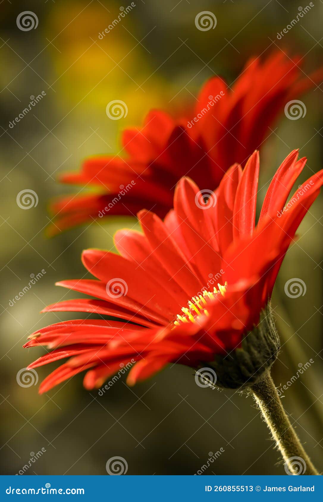 Two Maroon Barberton Daisies . Side View Stock Image - Image of ...