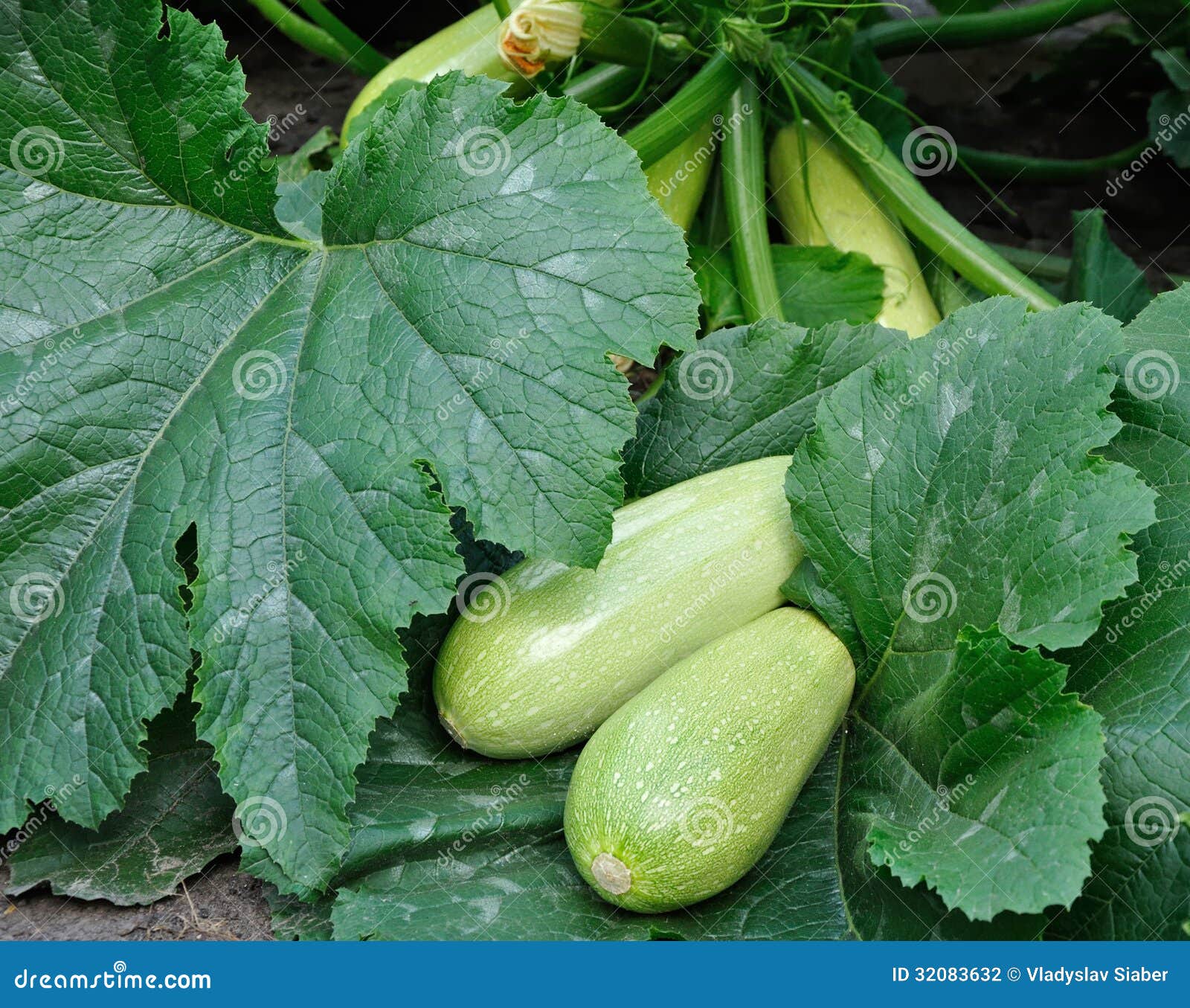 Two marrows stock photo. Image of vegetable, ripe, gourds - 32083632
