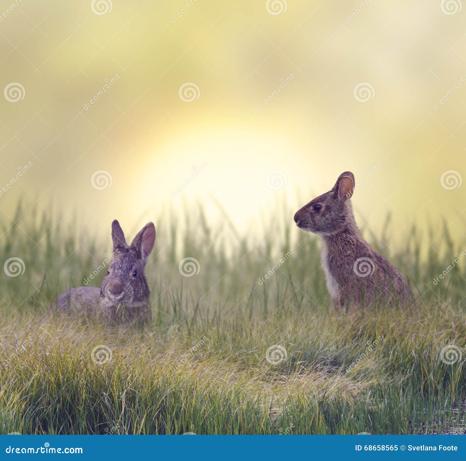 Two Marsh Rabbits stock image. Image of wildlife, swamp - 68658565