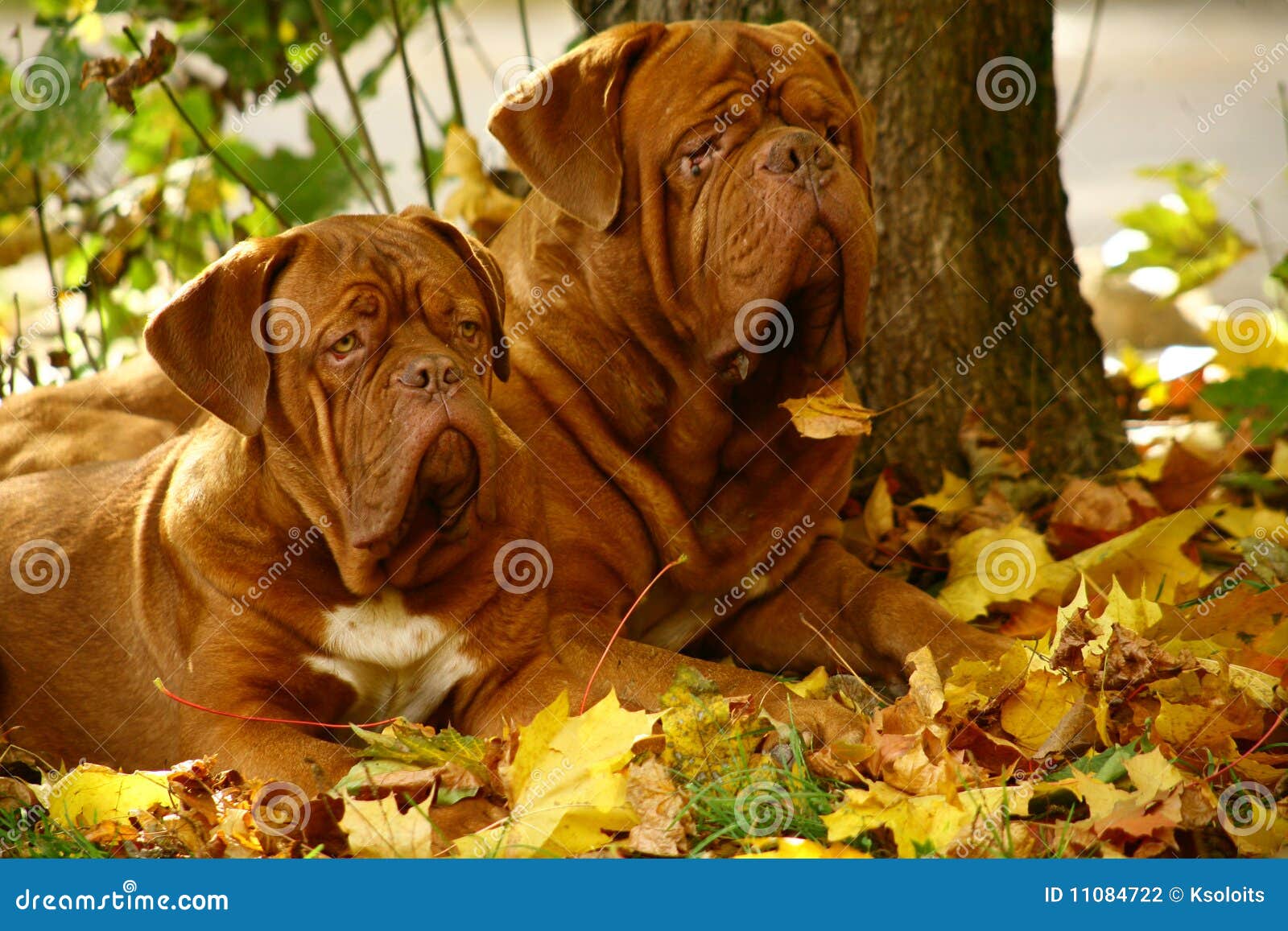 Two mastiff. stock photo. Image of sits, fauna, grass - 11084722