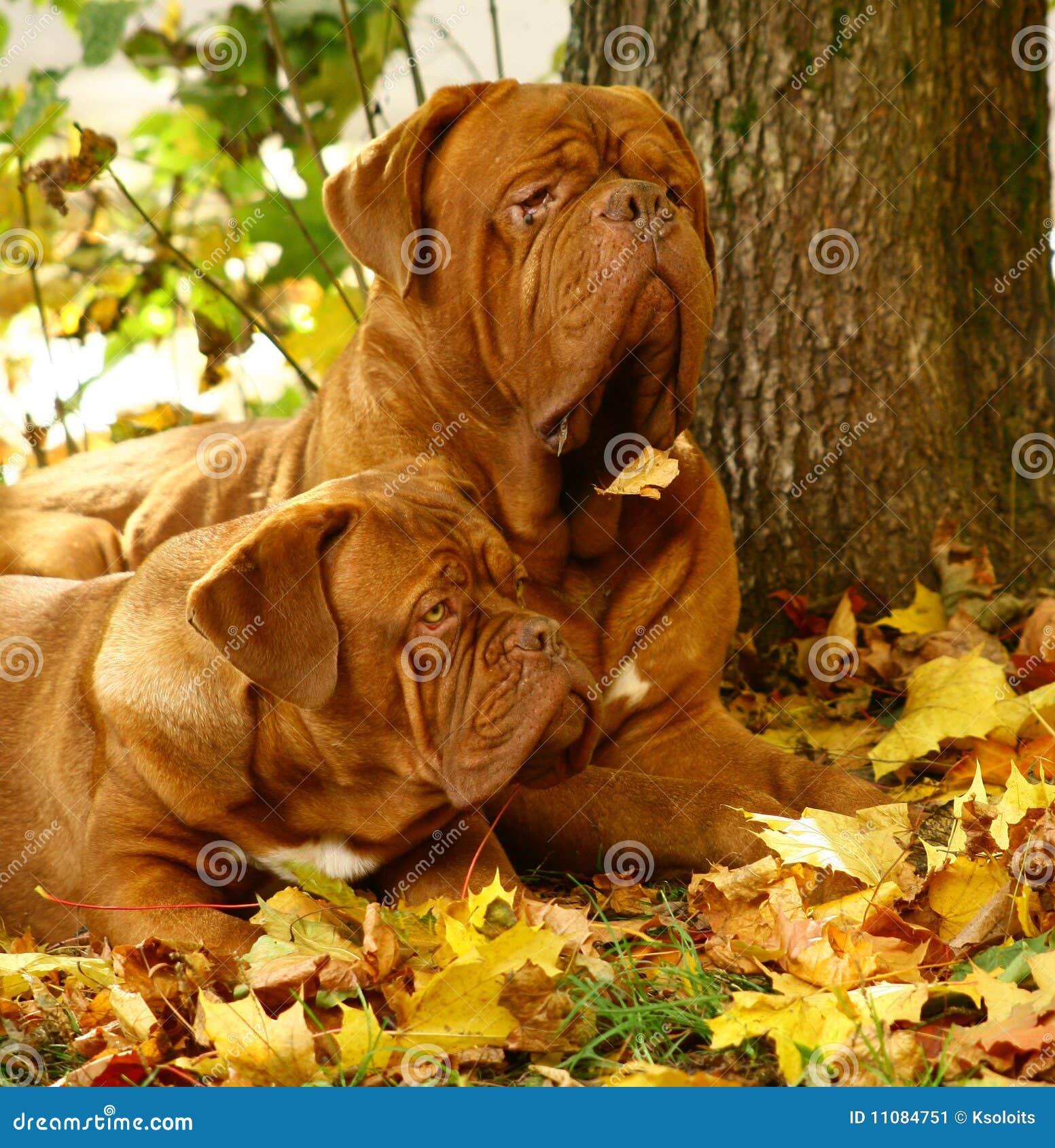 Two mastiff. stock image. Image of grass, partner, friend - 11084751