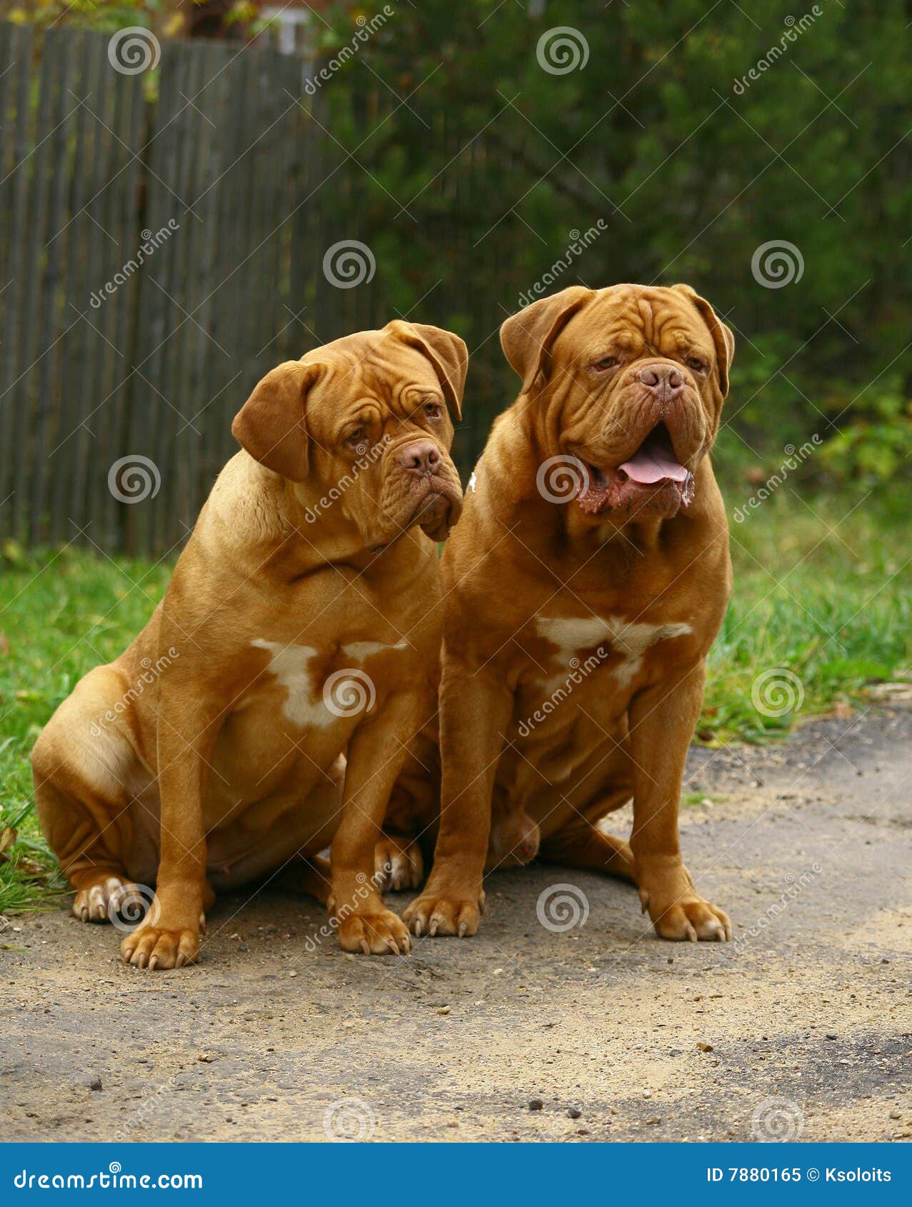Two mastiff. stock image. Image of fauna, puppy, portrait - 7880165