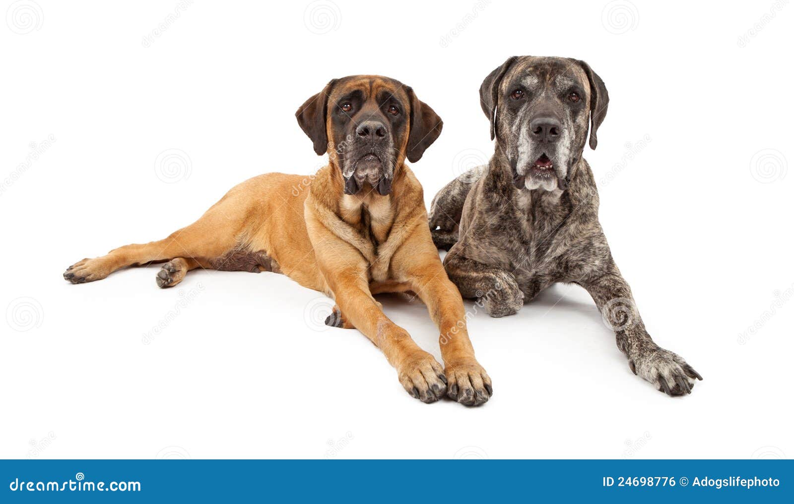 Two Mastiff Dogs Laying Down Stock Photo - Image of large, animal: 24698776