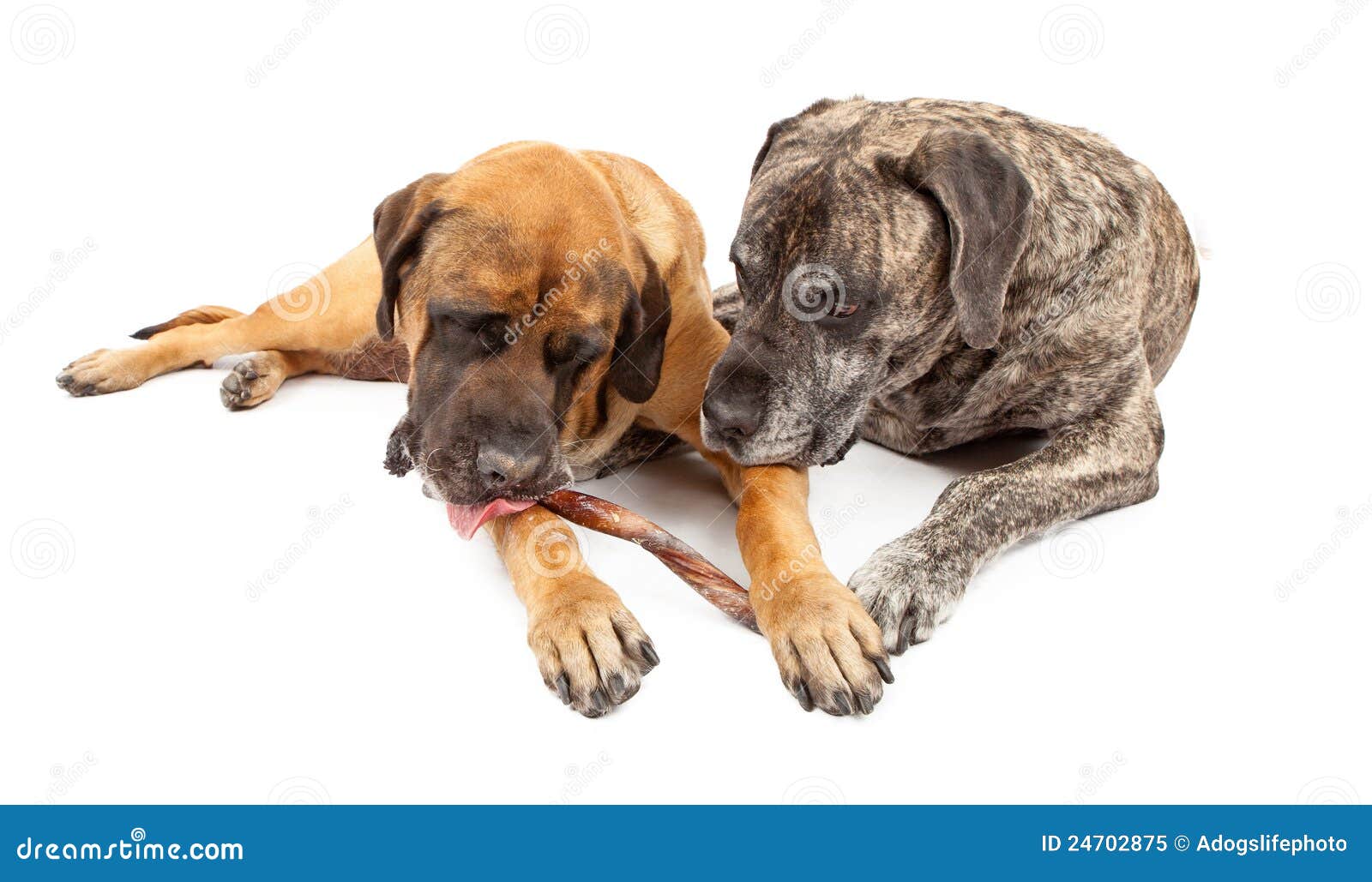 Two Mastiff Dogs Sharing a Treat Stock Image - Image of obedient ...
