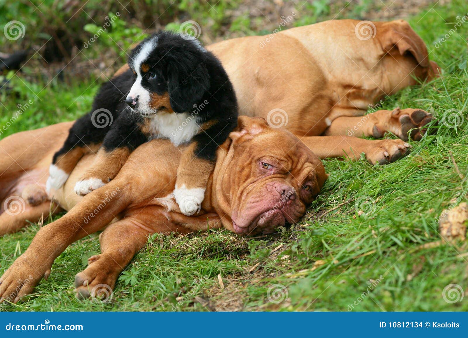 Two mastiffs and pup. stock photo. Image of retriever - 10812134