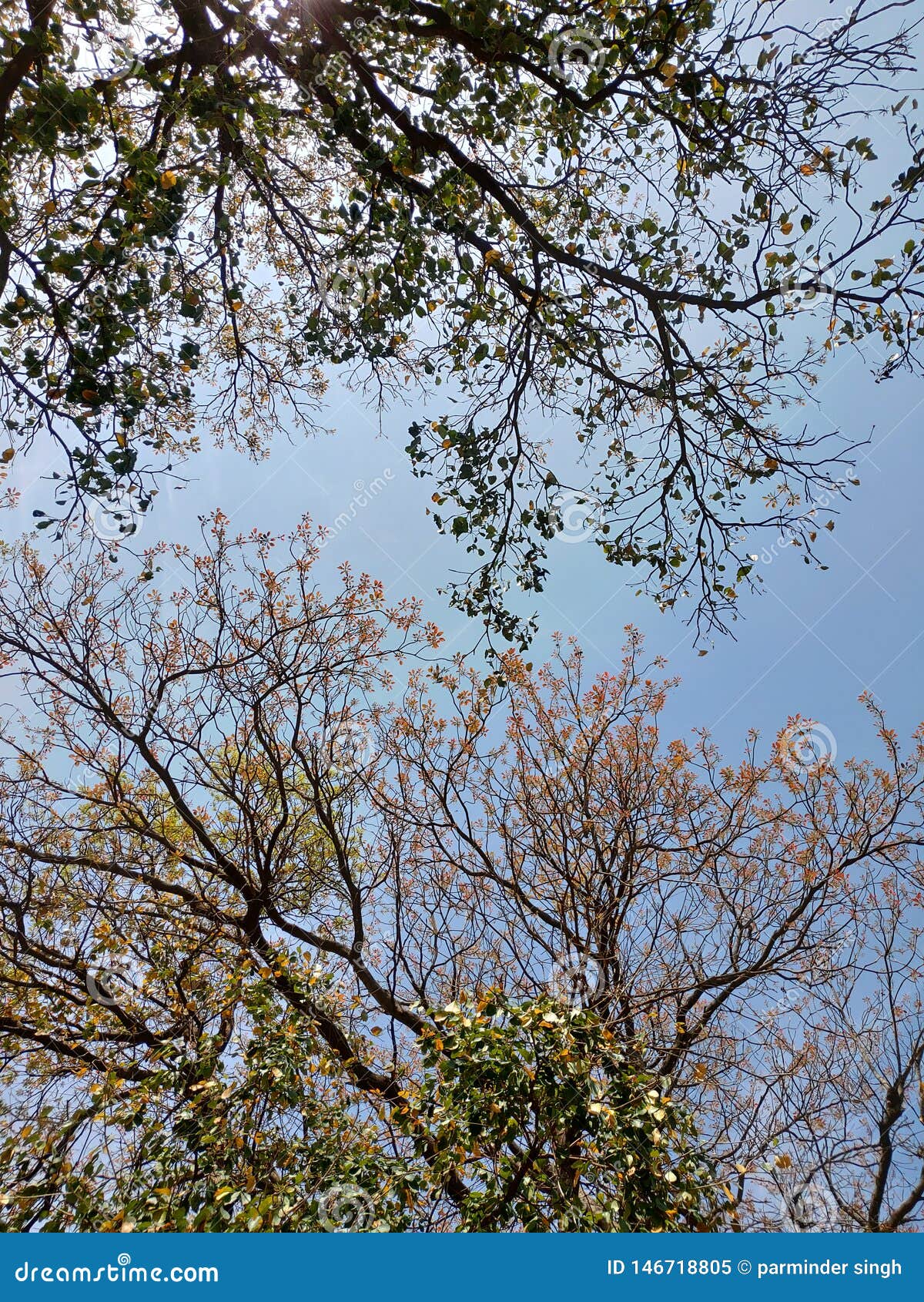 Two mates stock image. Image of mates, life, beauty - 146718805