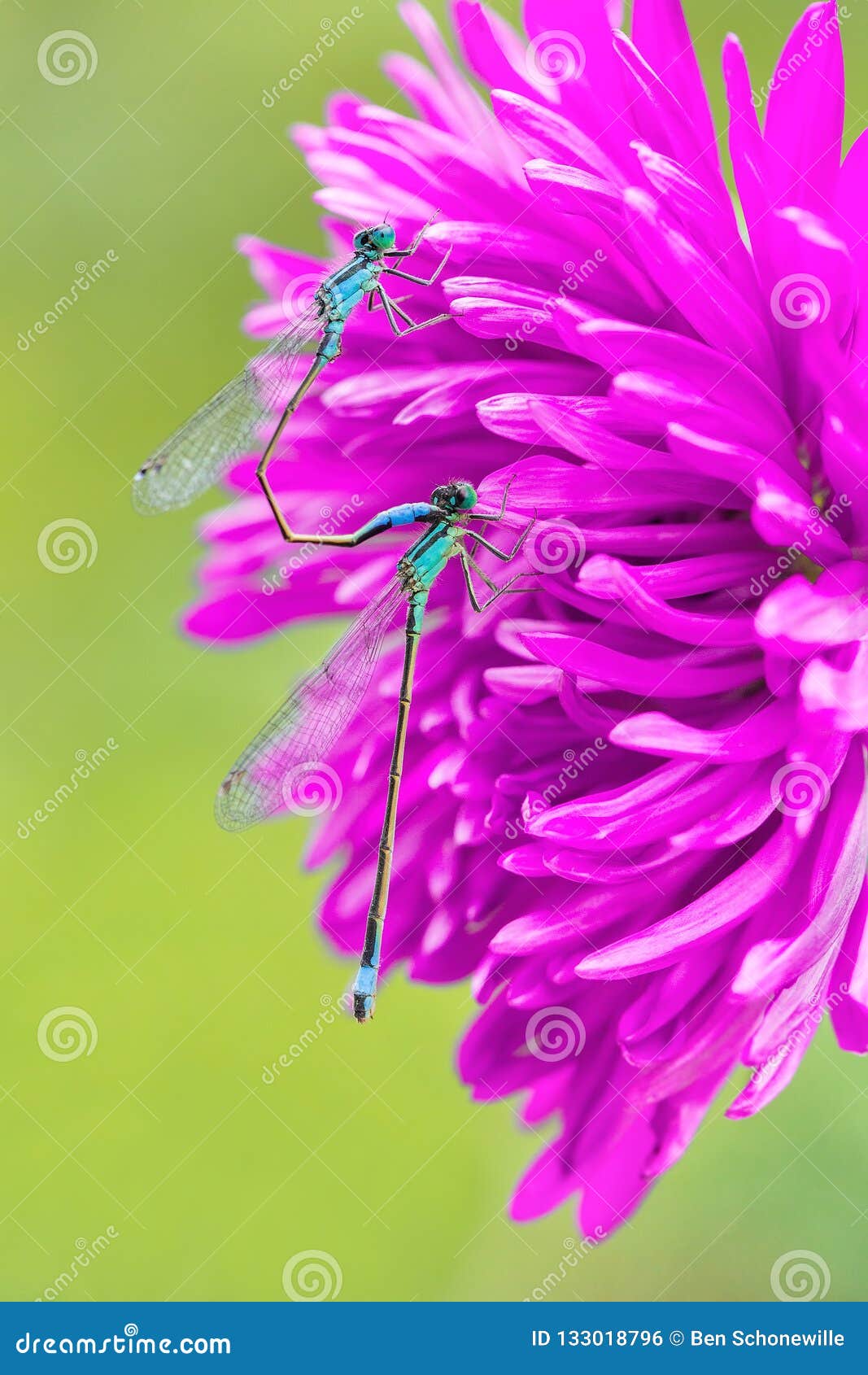 Coenagrionidae Mating Royalty-Free Stock Photography | CartoonDealer ...