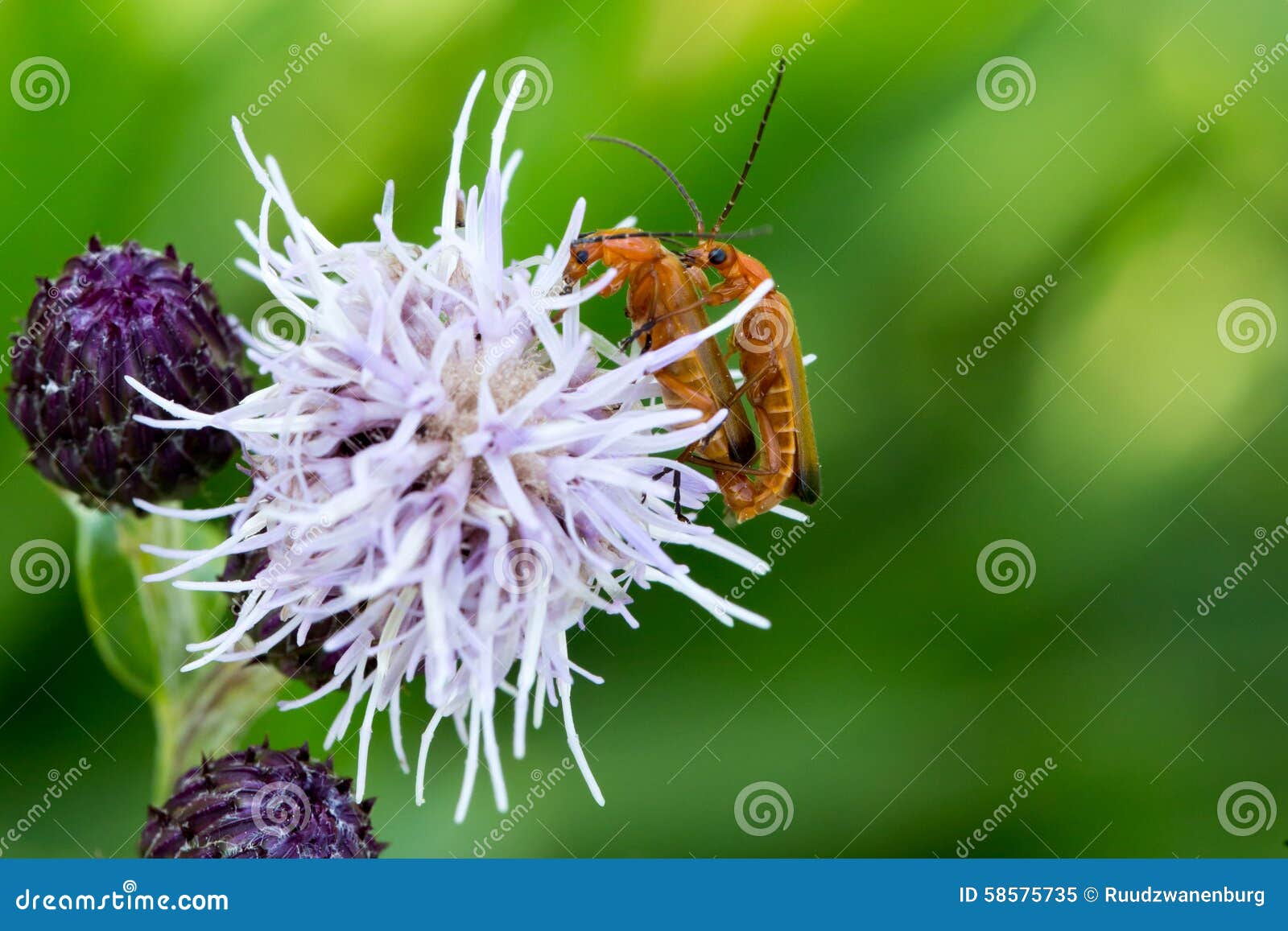 Two mating bugs. stock image. Image of mating, purple - 58575735